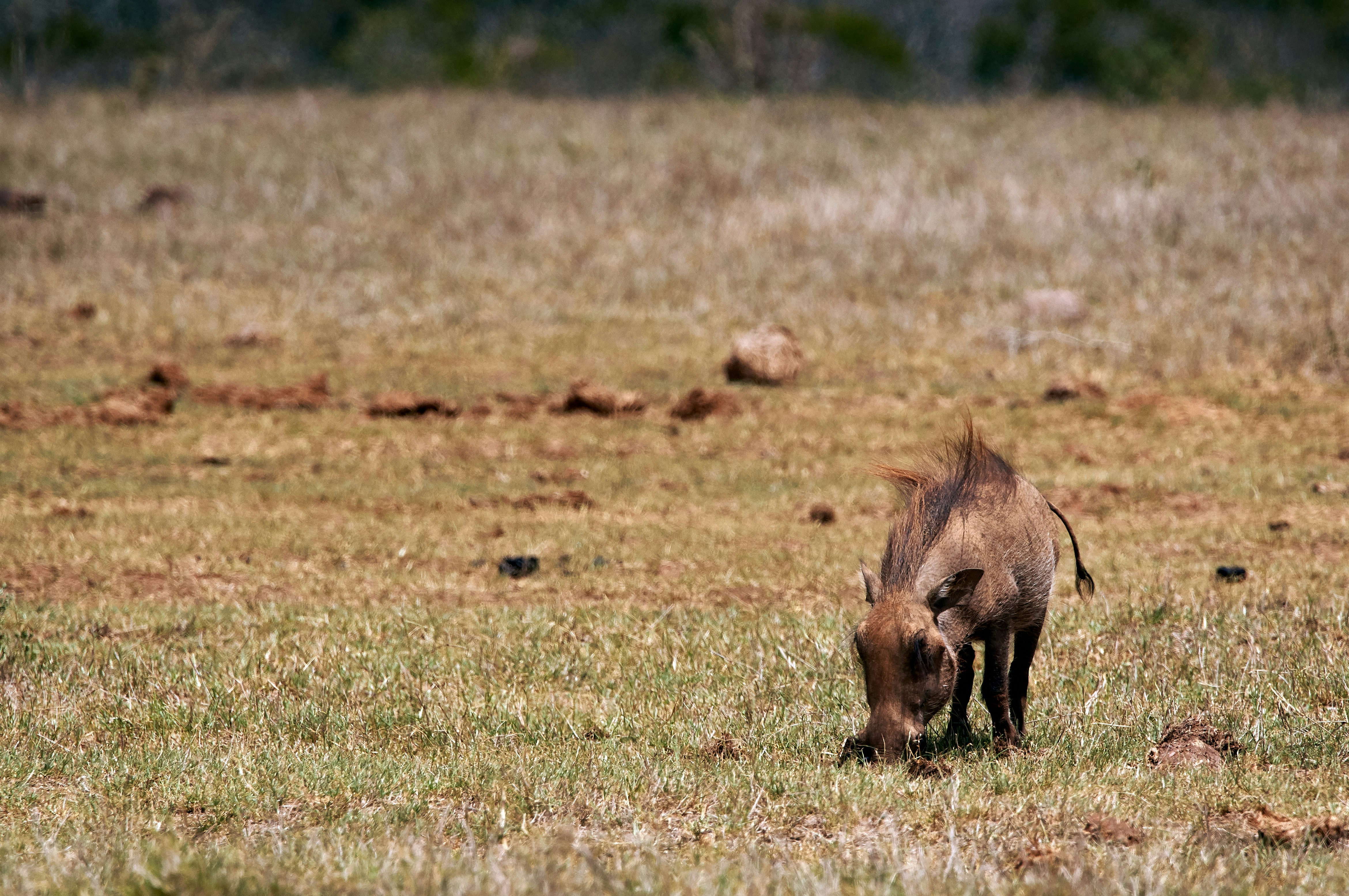 Photo by Wolfgang Hasselmann with Sony Alpha NEX-6