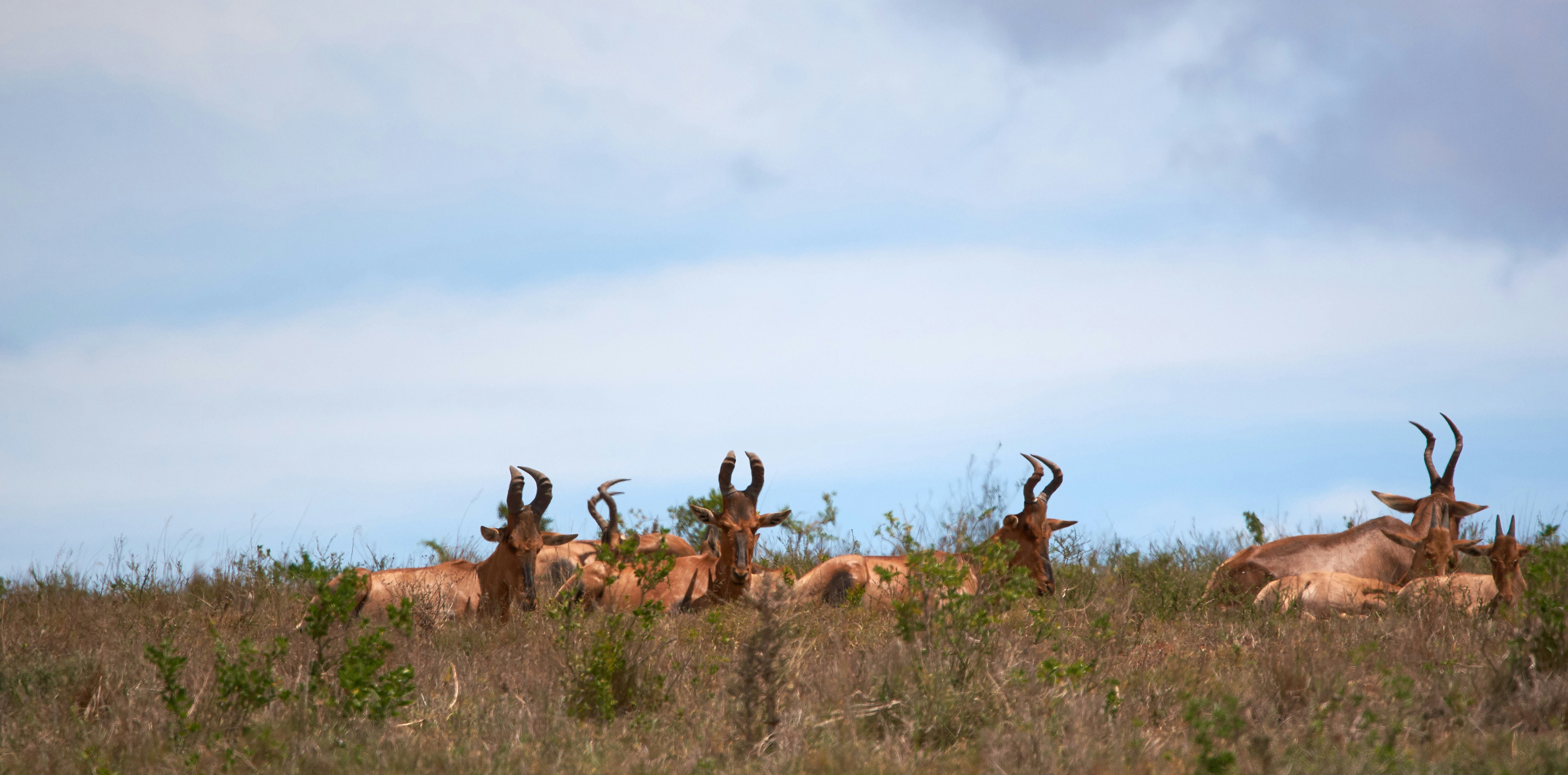 Horns Against the Horizon: Impalas Across a Quiet Savanna