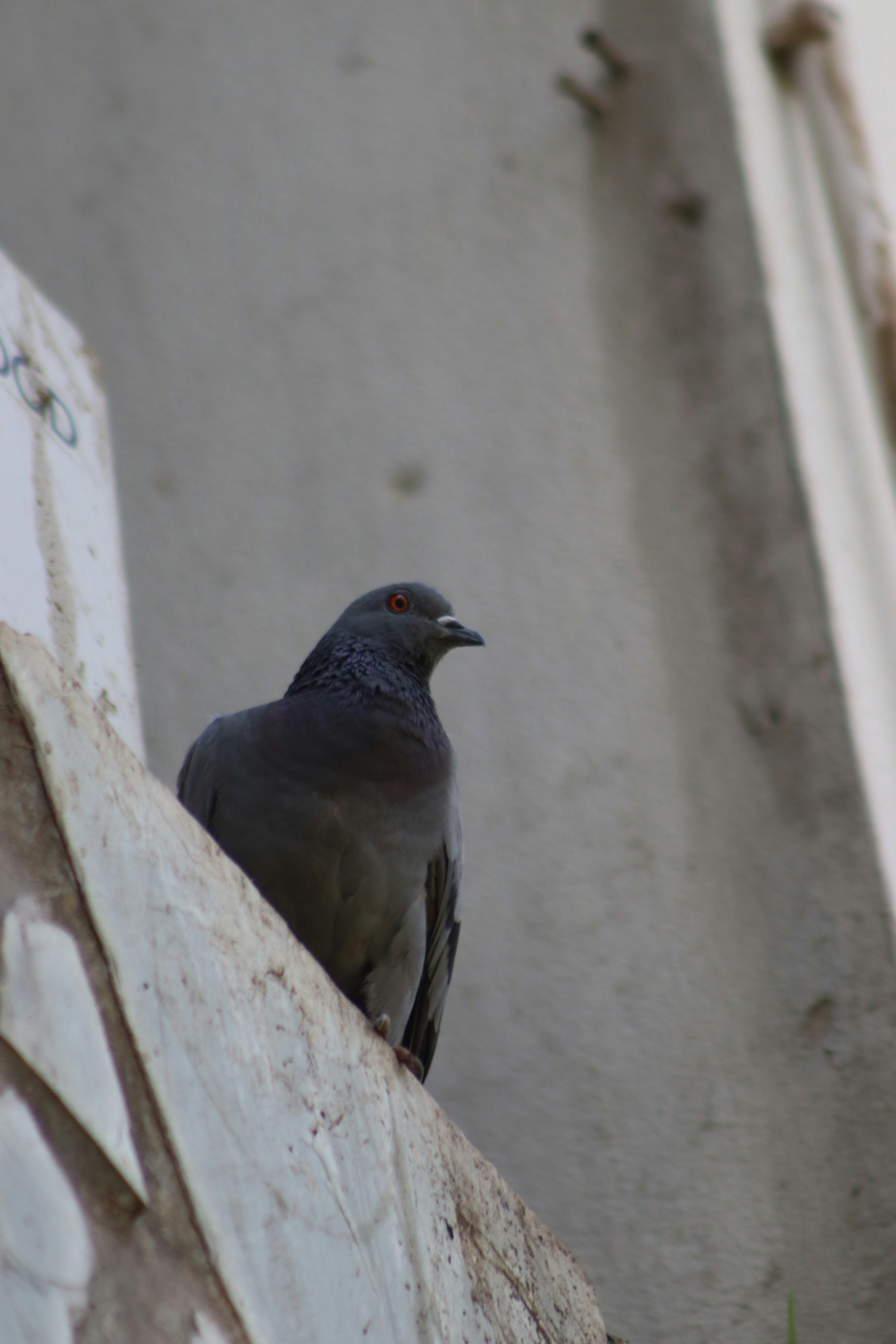 Urban Perch: Coal-Gray Pigeon on a Weathered Concrete Sill