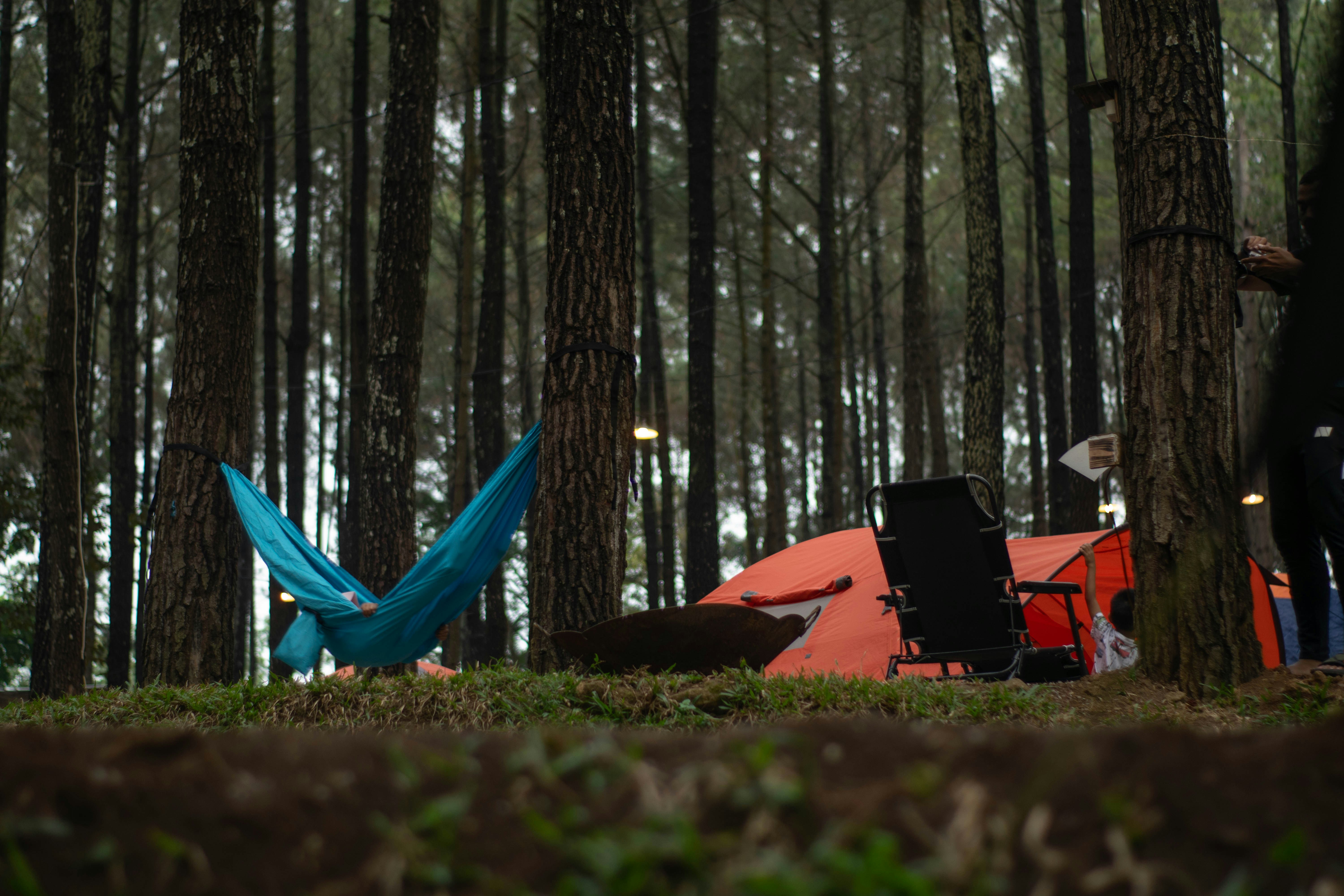 Tented Camp Quiet Under Pine Canopy