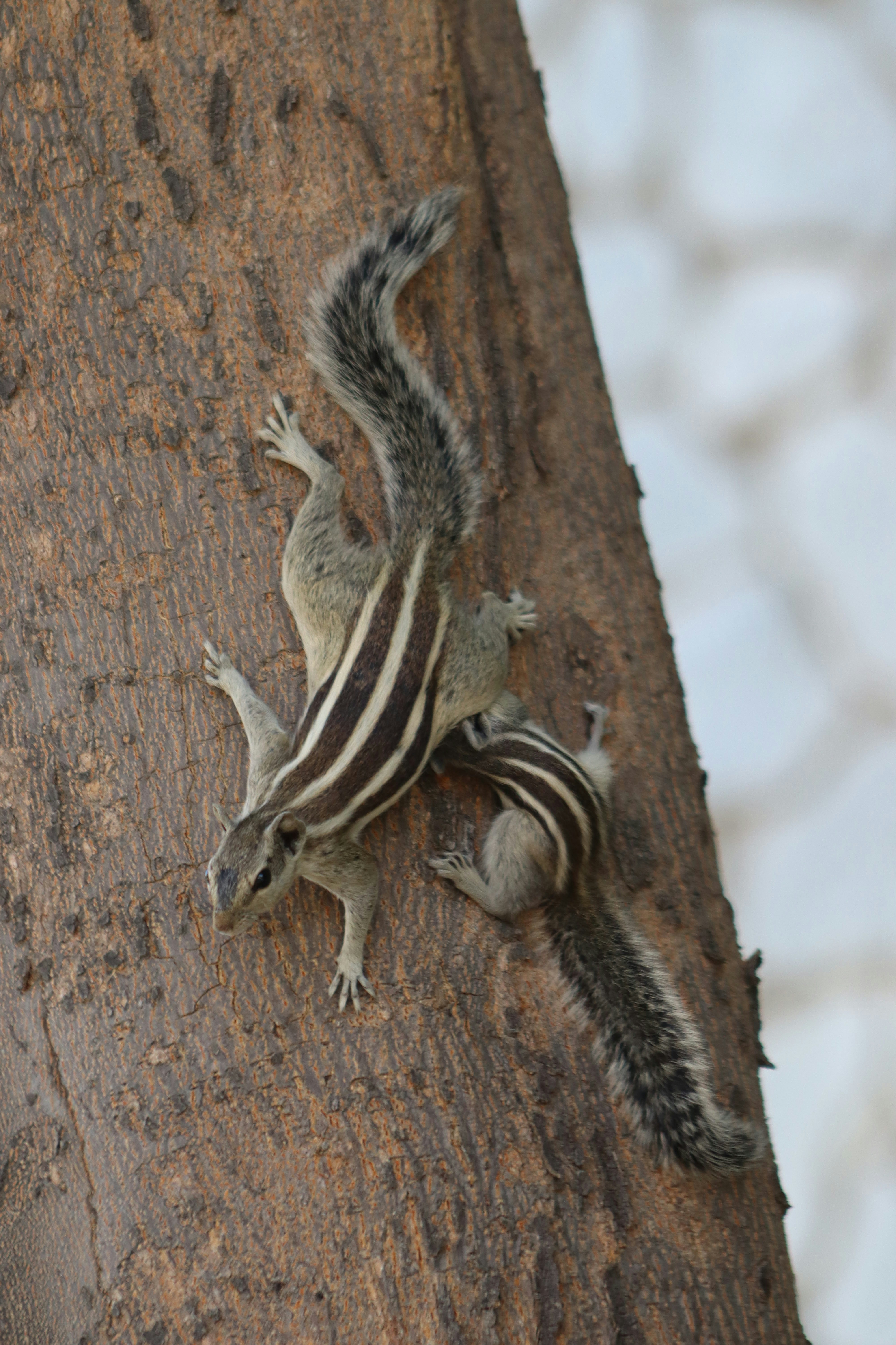 Photo by Anees Ur Rehman with Canon EOS 250D