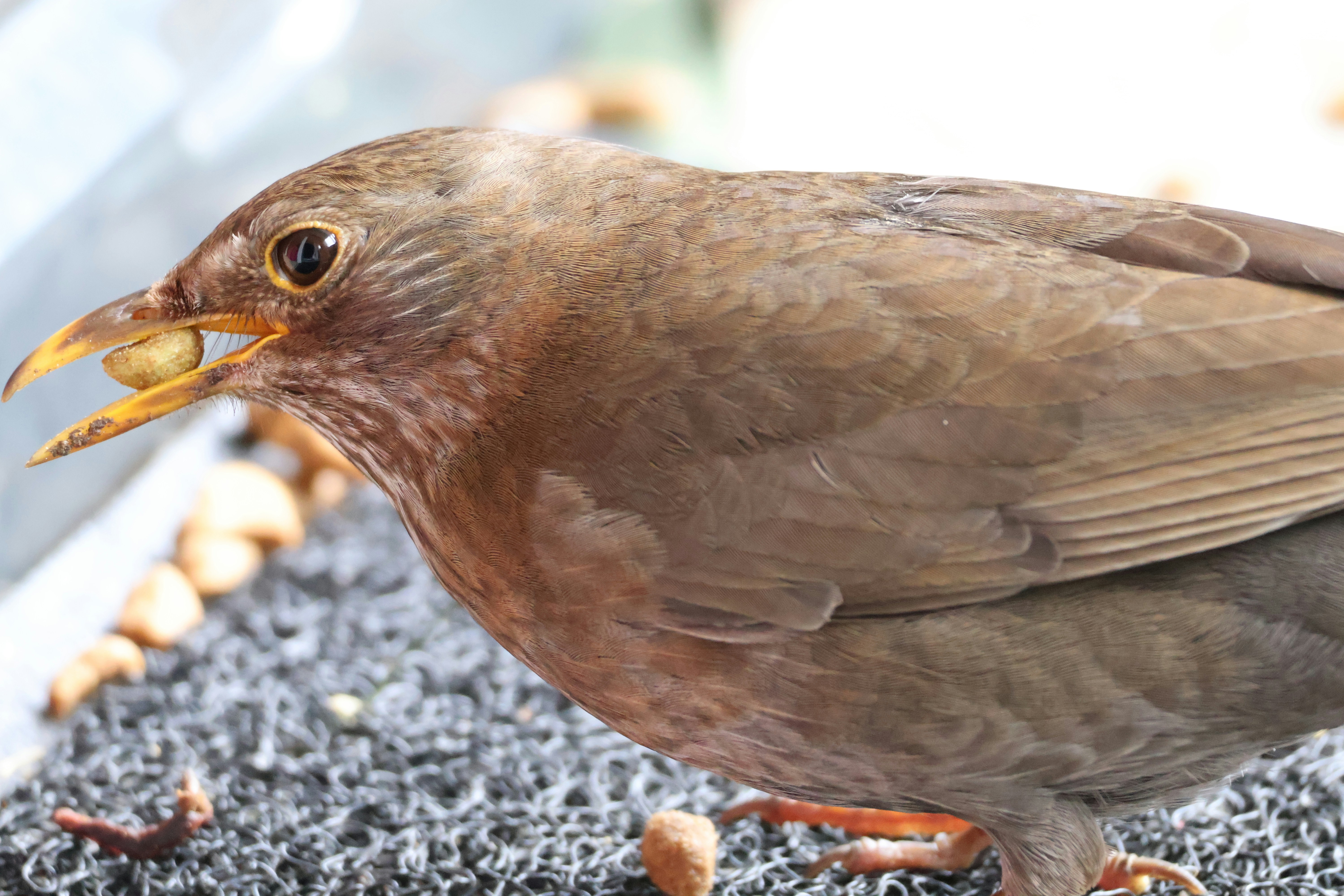 Nature's Snack Time: A Close Encounter with a Foraging Bird