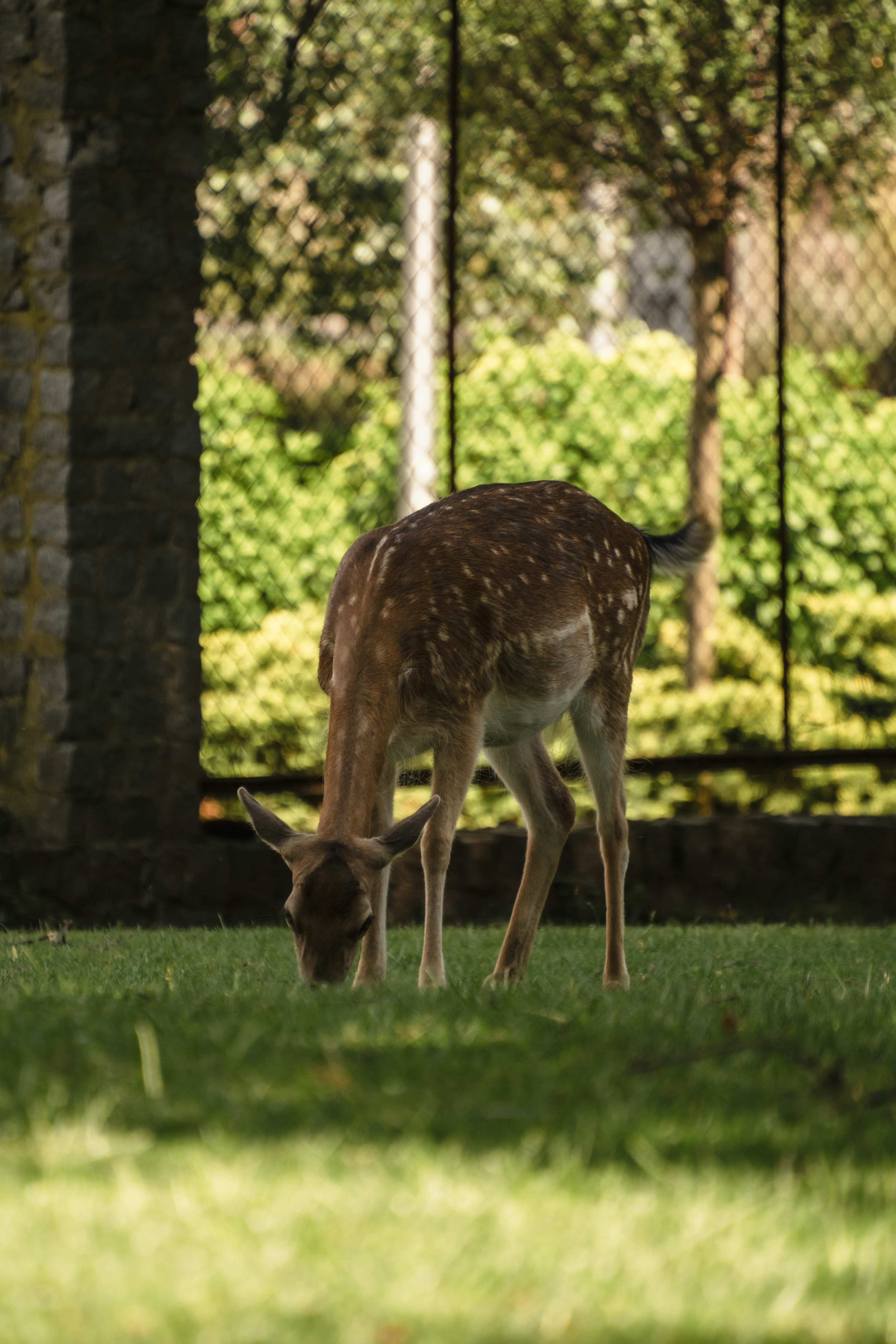 Grazing in the Dappled Shade Behind a Chain-Link Fence