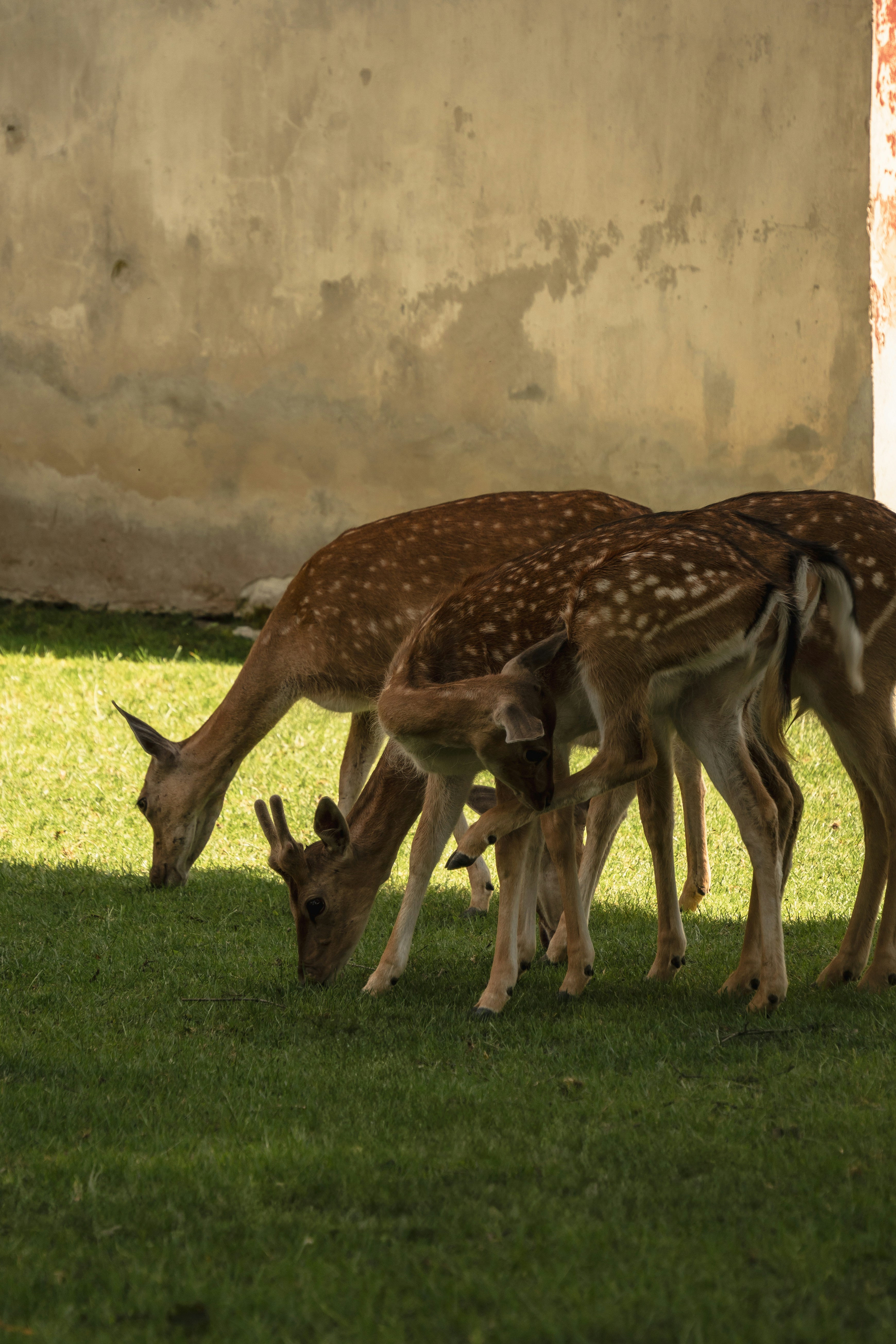 Grazing in the Shade: A Small Deer Herd by the Weathered Wall