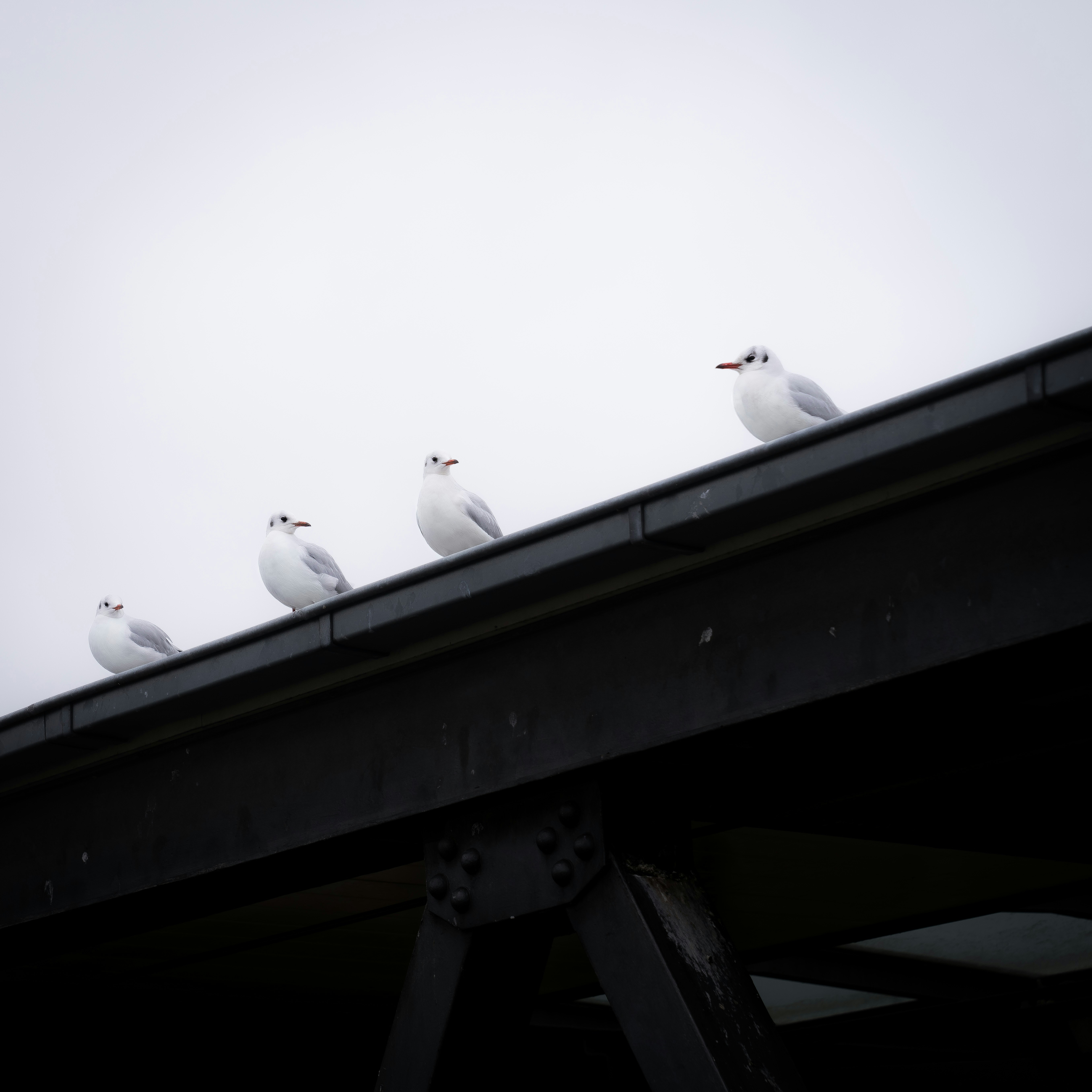Seagulls in a Row: Quiet Vigil on a Rooftop Rail