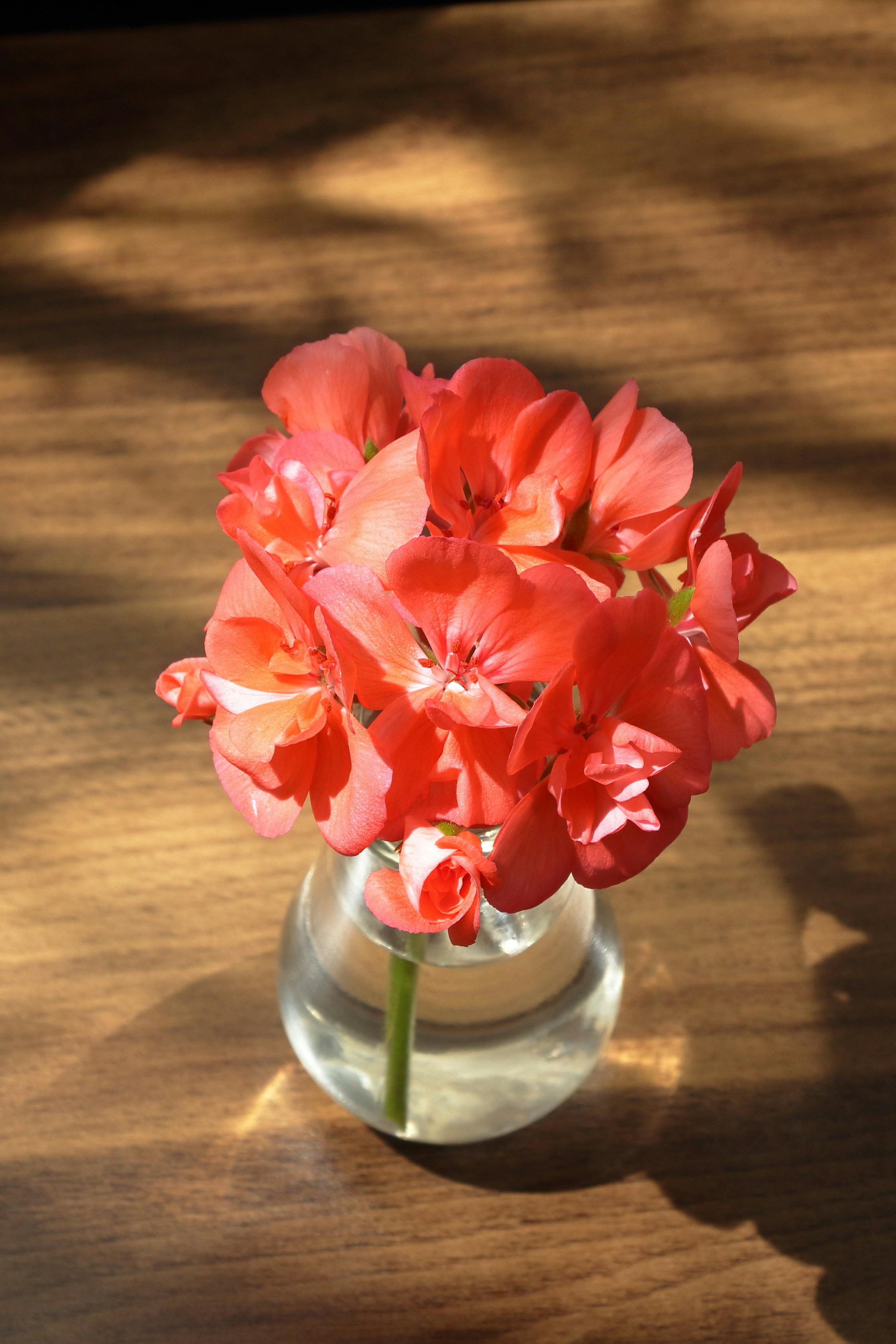 Coral Bouquet in Sunlit Glass