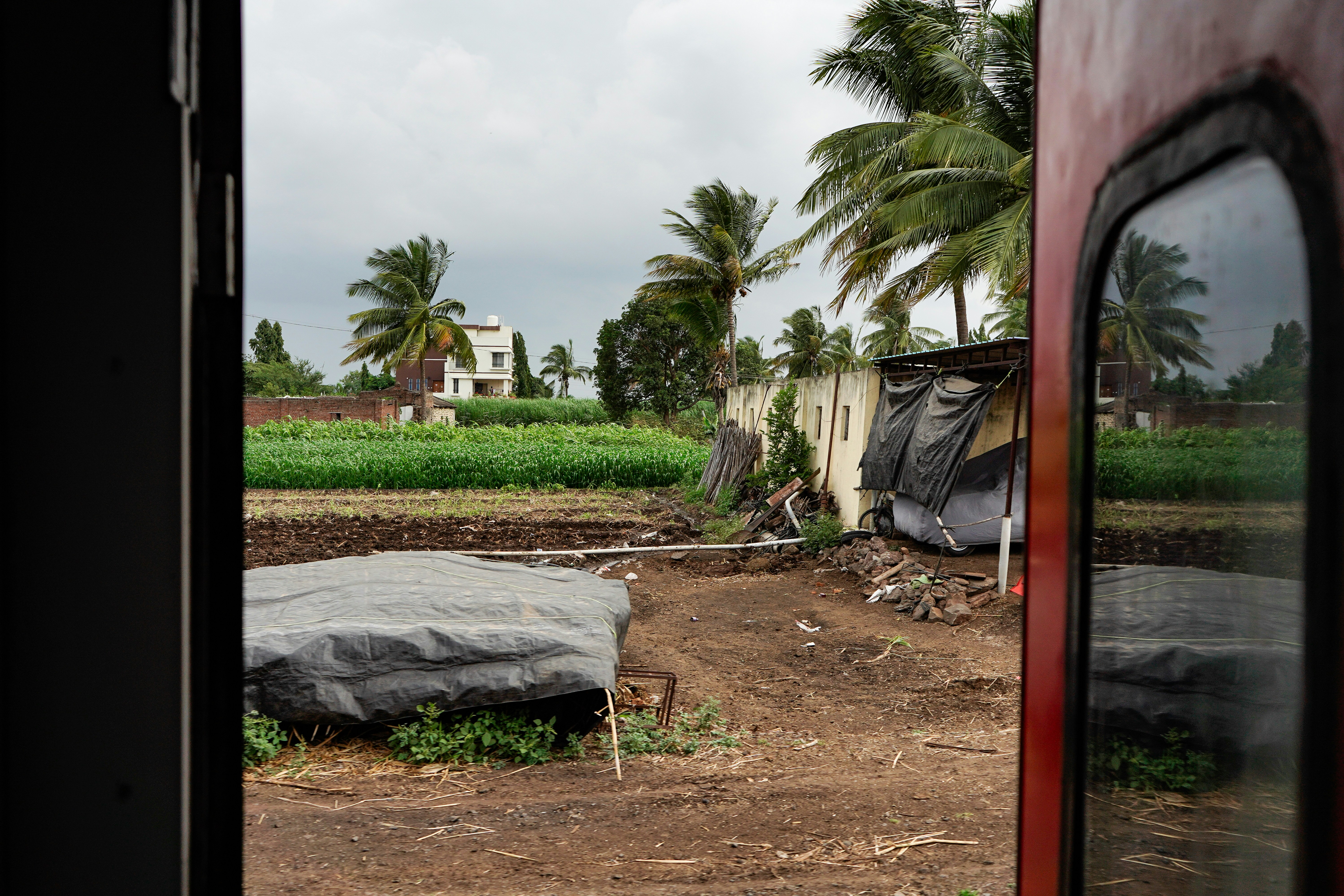 Frame Within a Frame: Palm-Lined Horizon over a Rural Yard