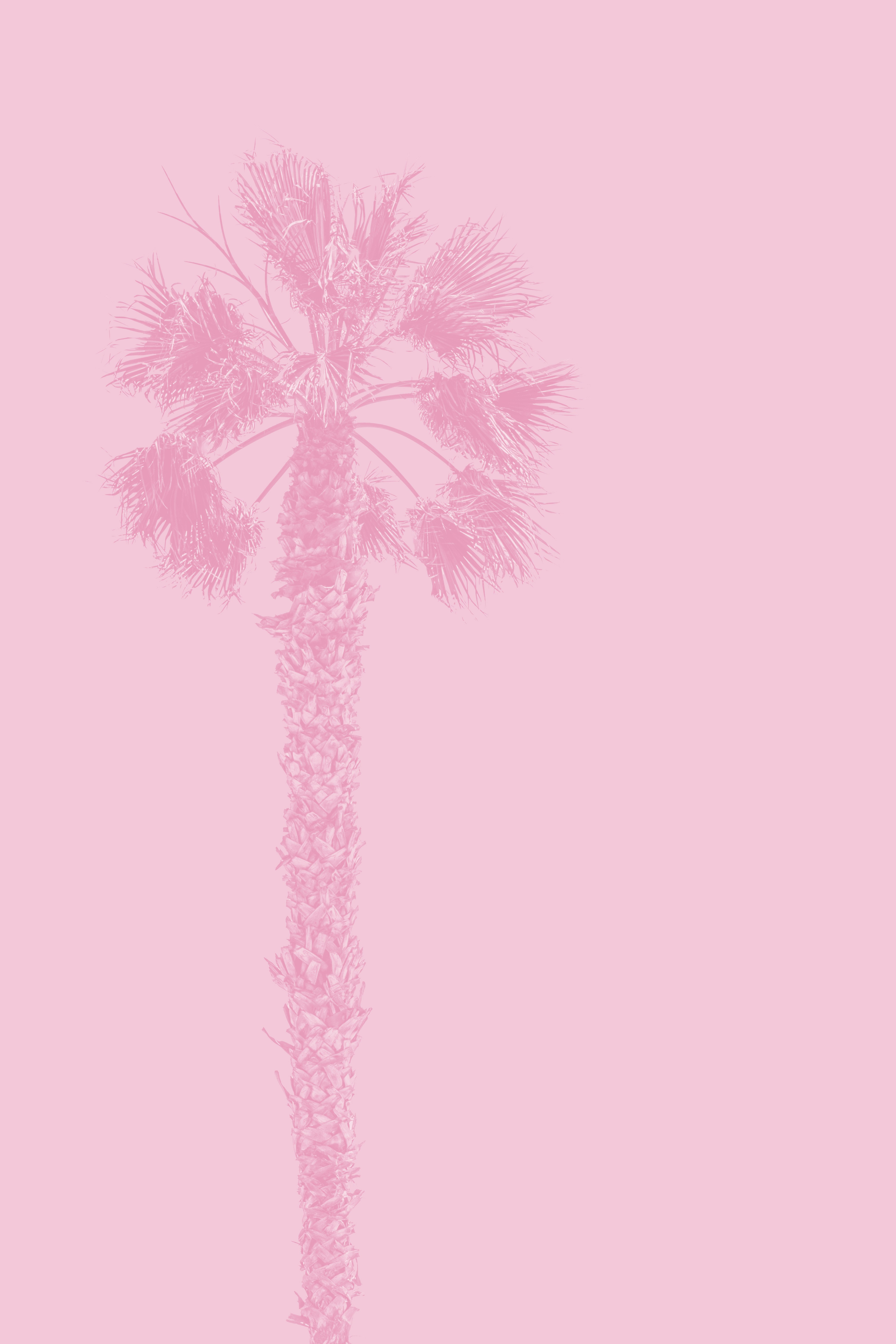A pink palm tree against a pink background photo – Free Pink Image on ...