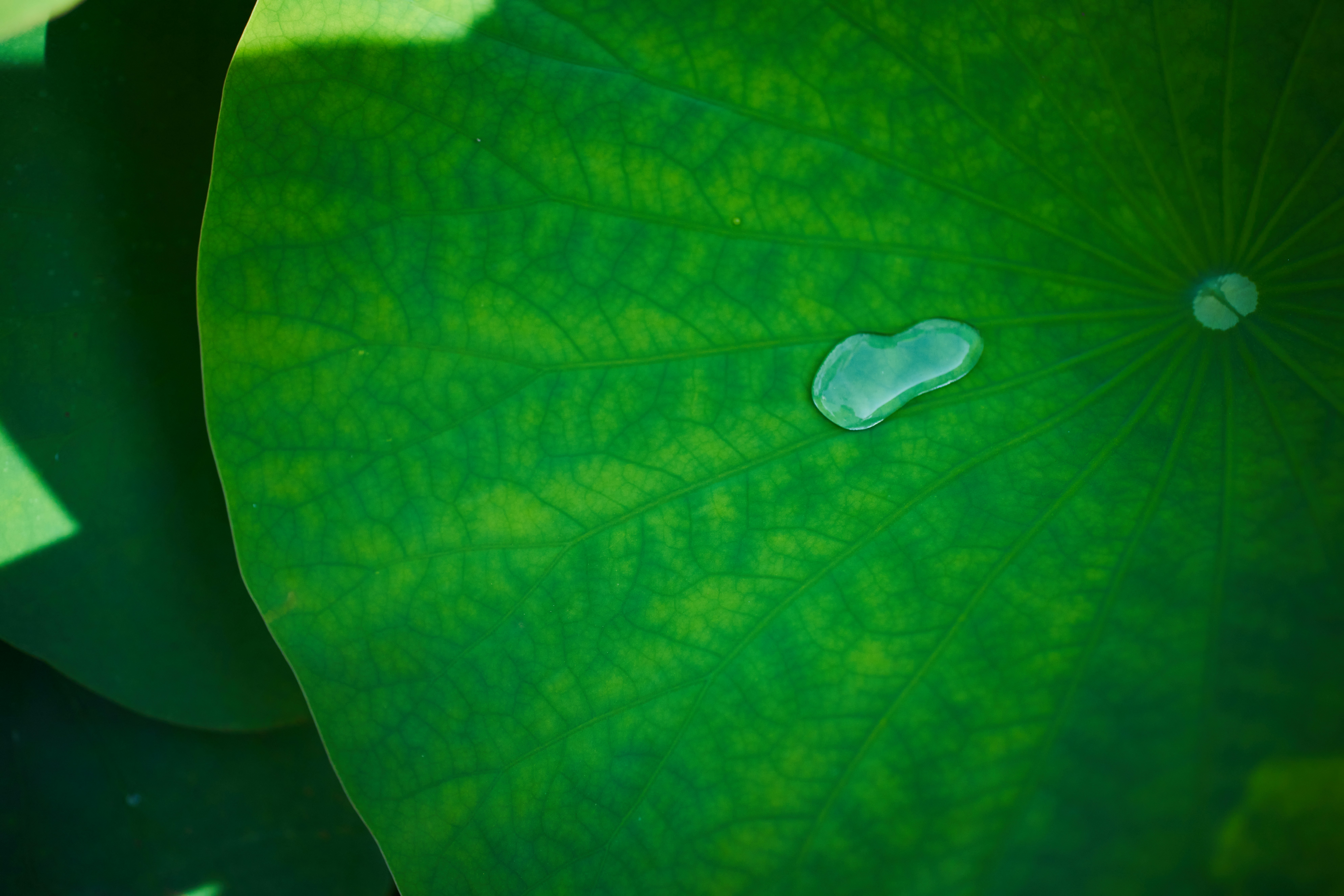 A green leaf with a drop of water on it photo – Free Green Image on ...