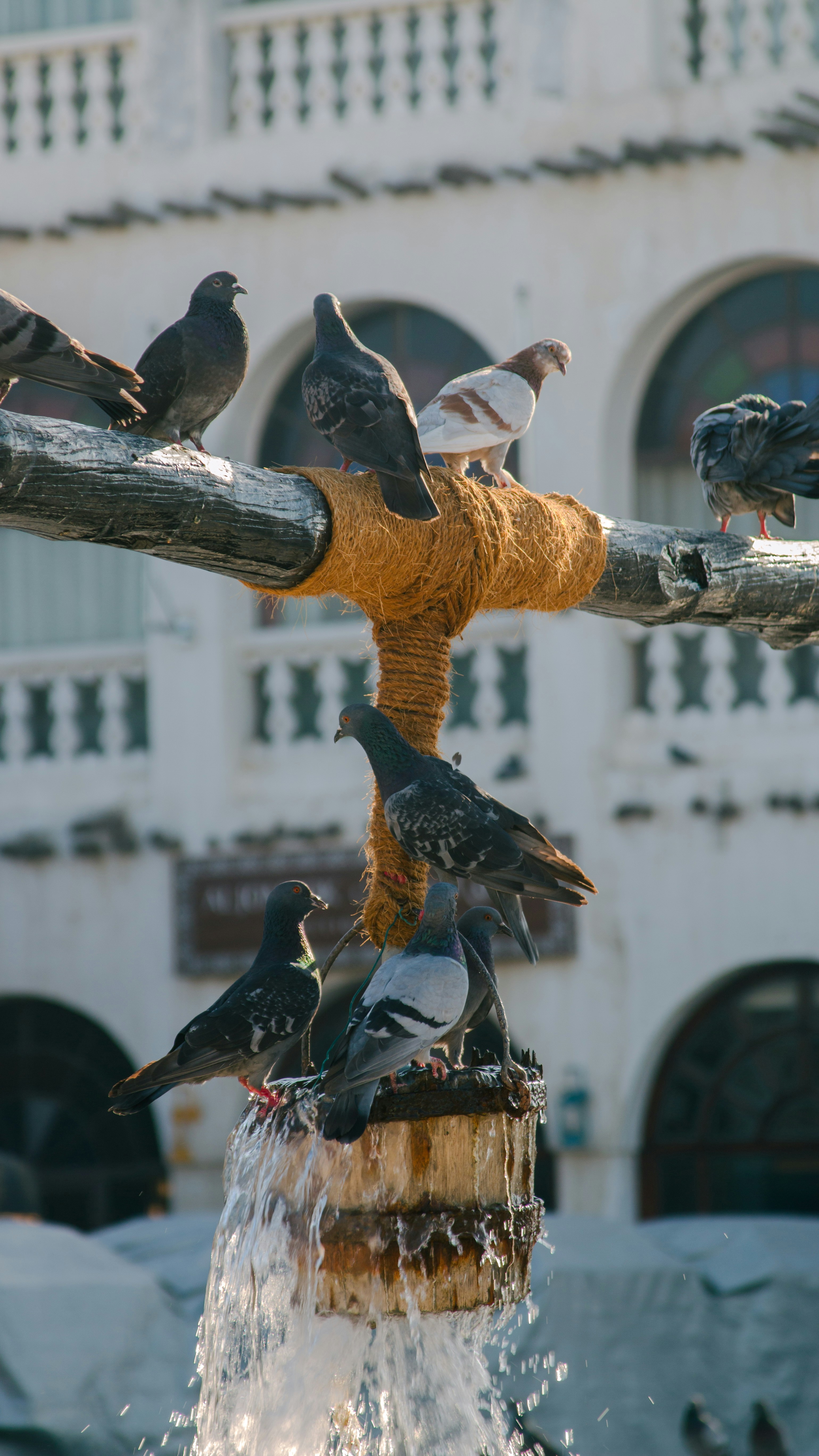 Pigeons on a Sun-Warmed Beam: A Fountain’s Quiet Confluence