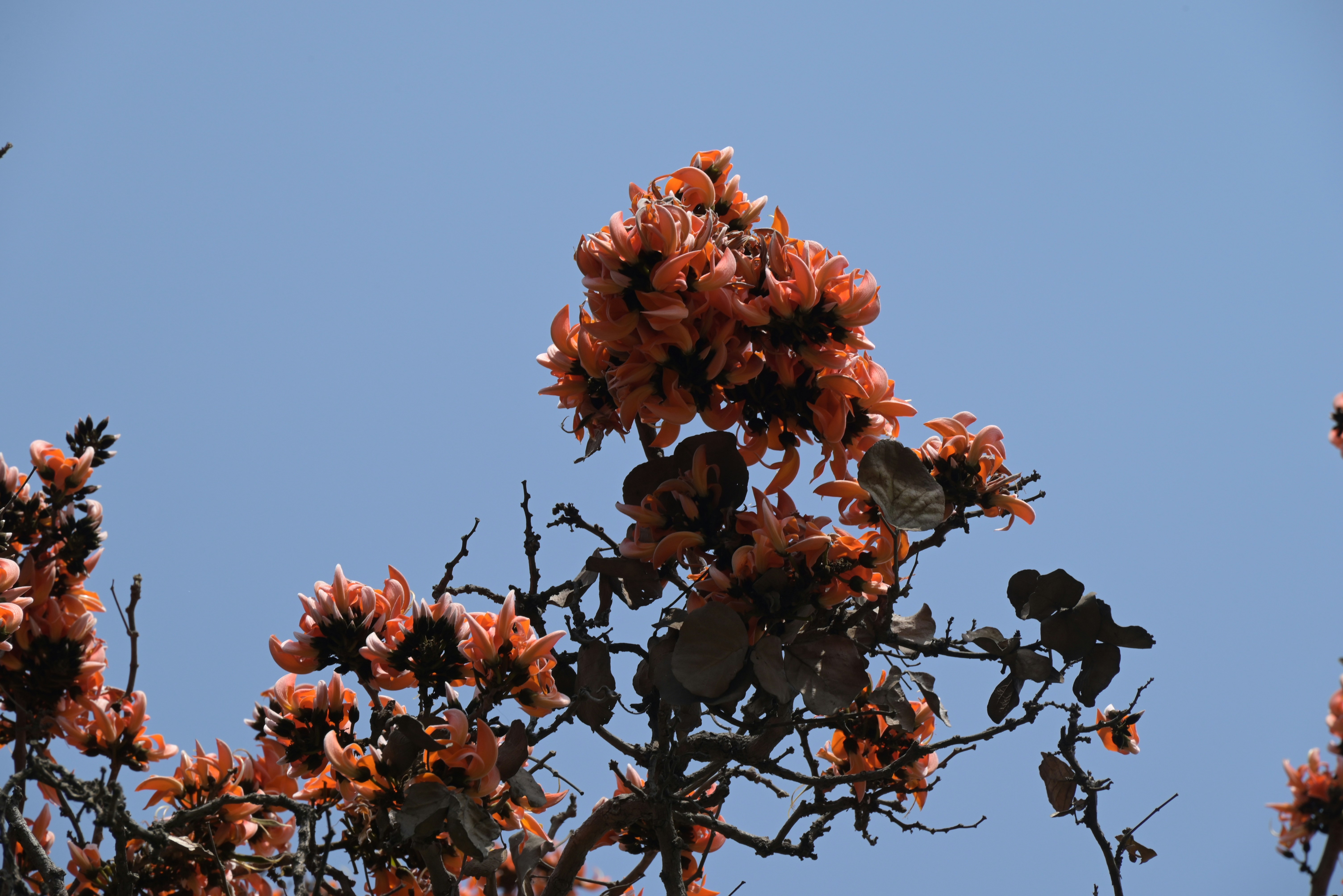 Photo by AJOY DAS with Nikon Z5