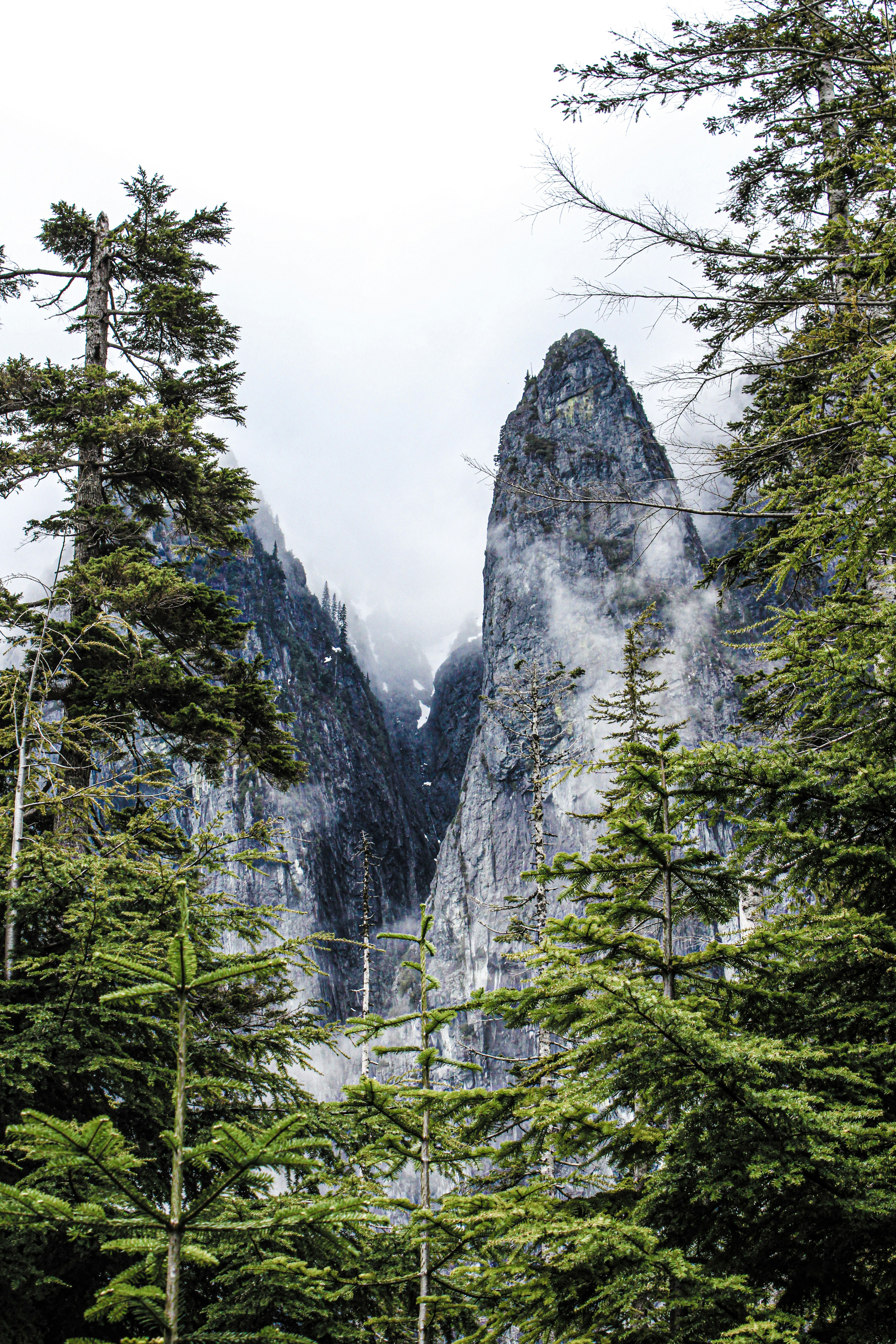 Between Giants: Tower Peak Rises Through the Forest