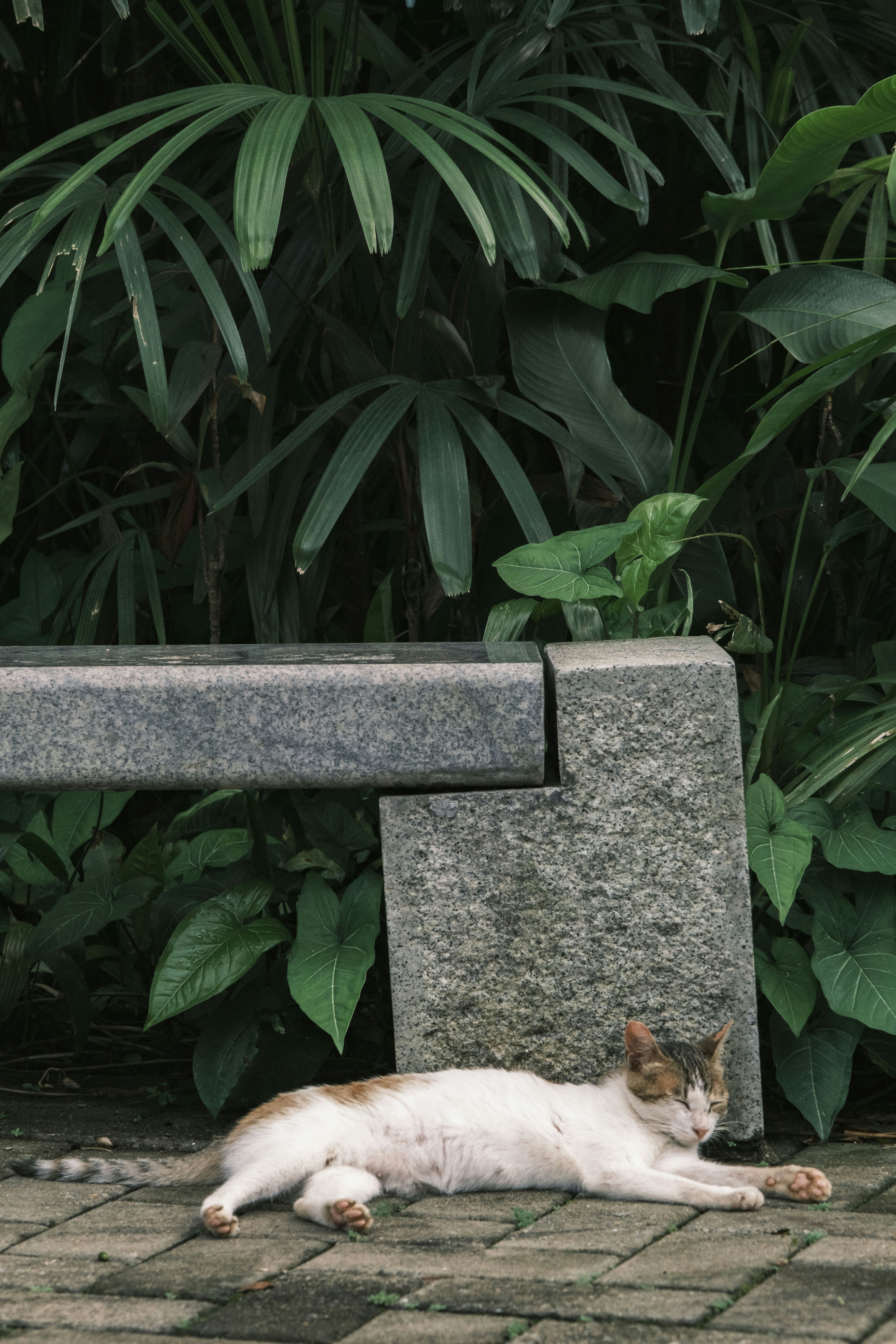 Nap Under the Green Canopy: A Cat Repose by a Weathered Bench