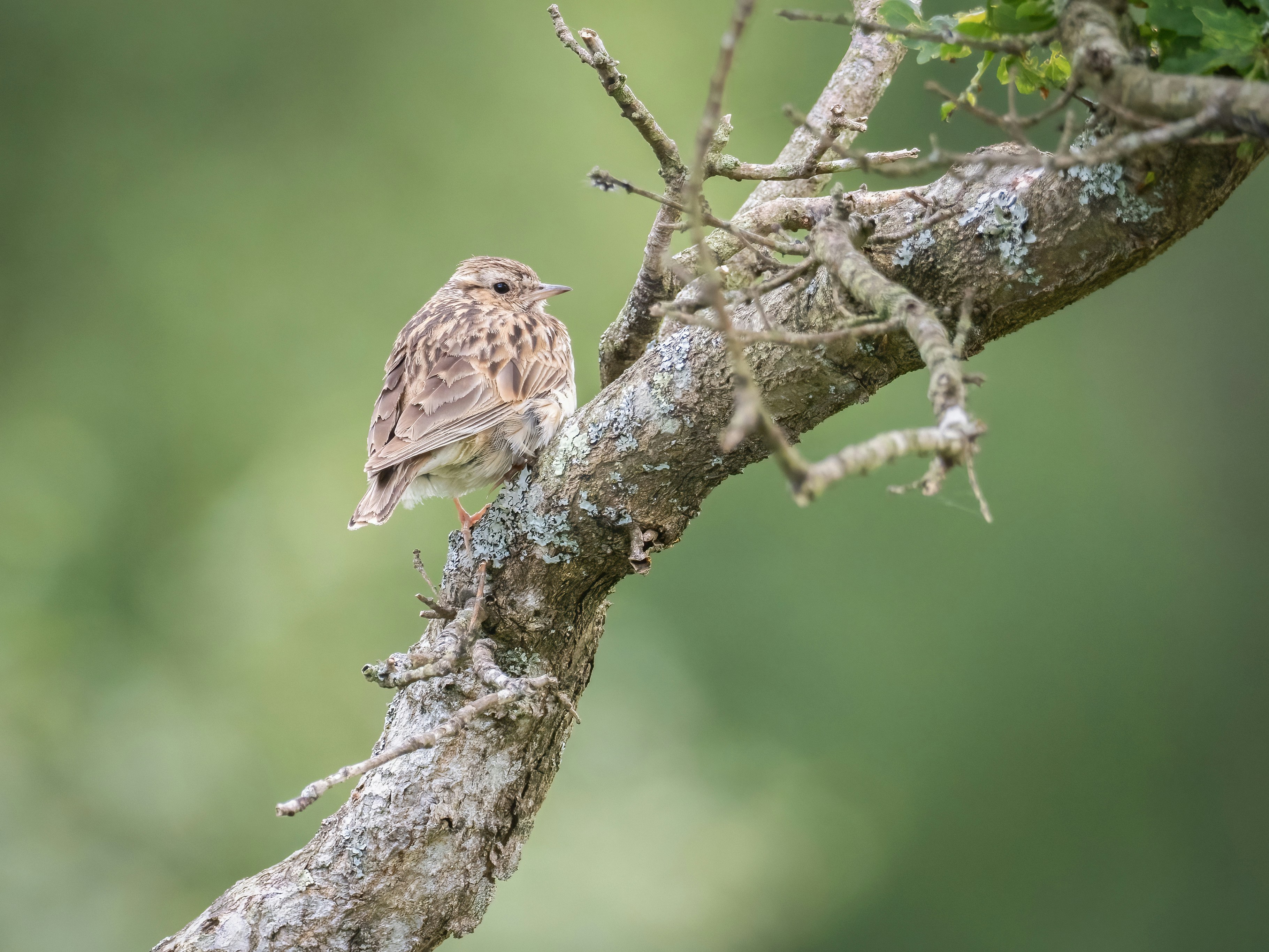 Perched on a Weathered Branch: A Quiet Brown Warbler