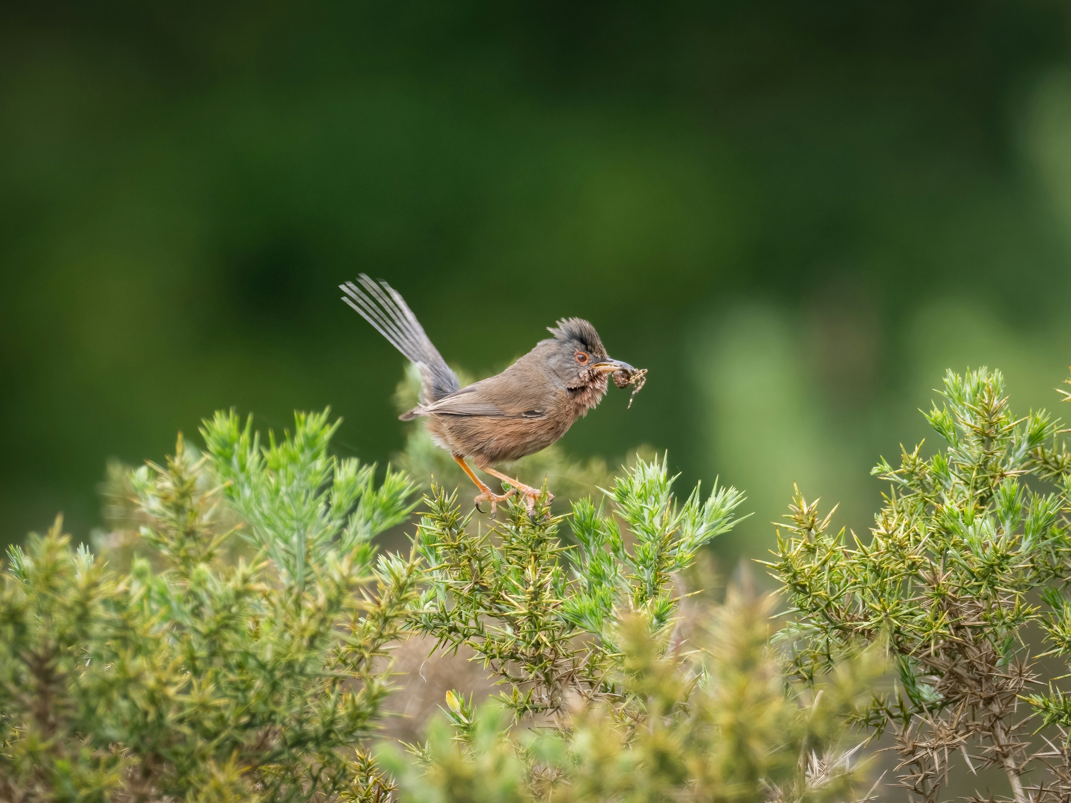 Small bird perched on green shrub with insect in its beak against a blurred natural background.