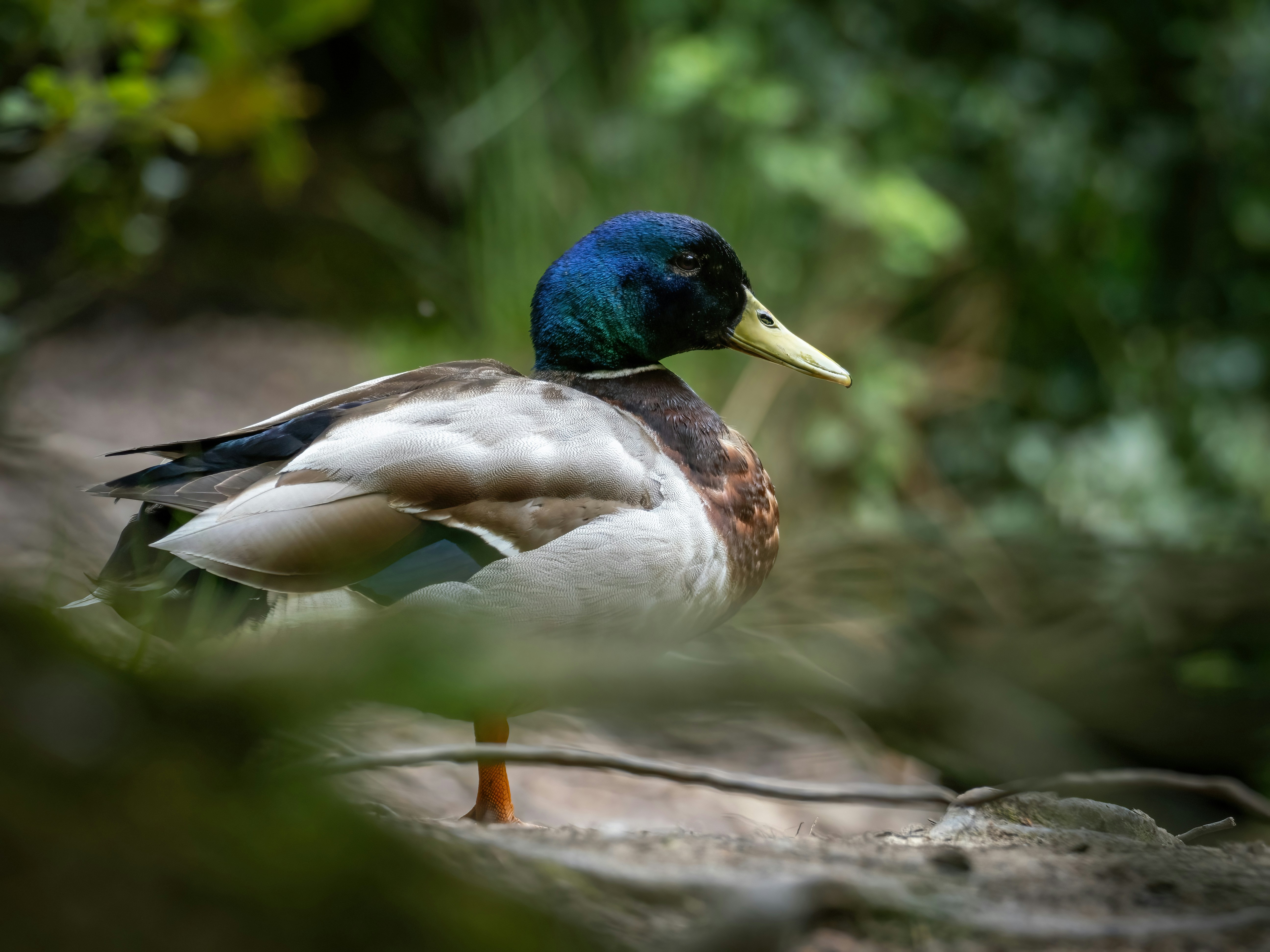 Emerald-Headed Mallard Pauses in Velvet Pond Shade