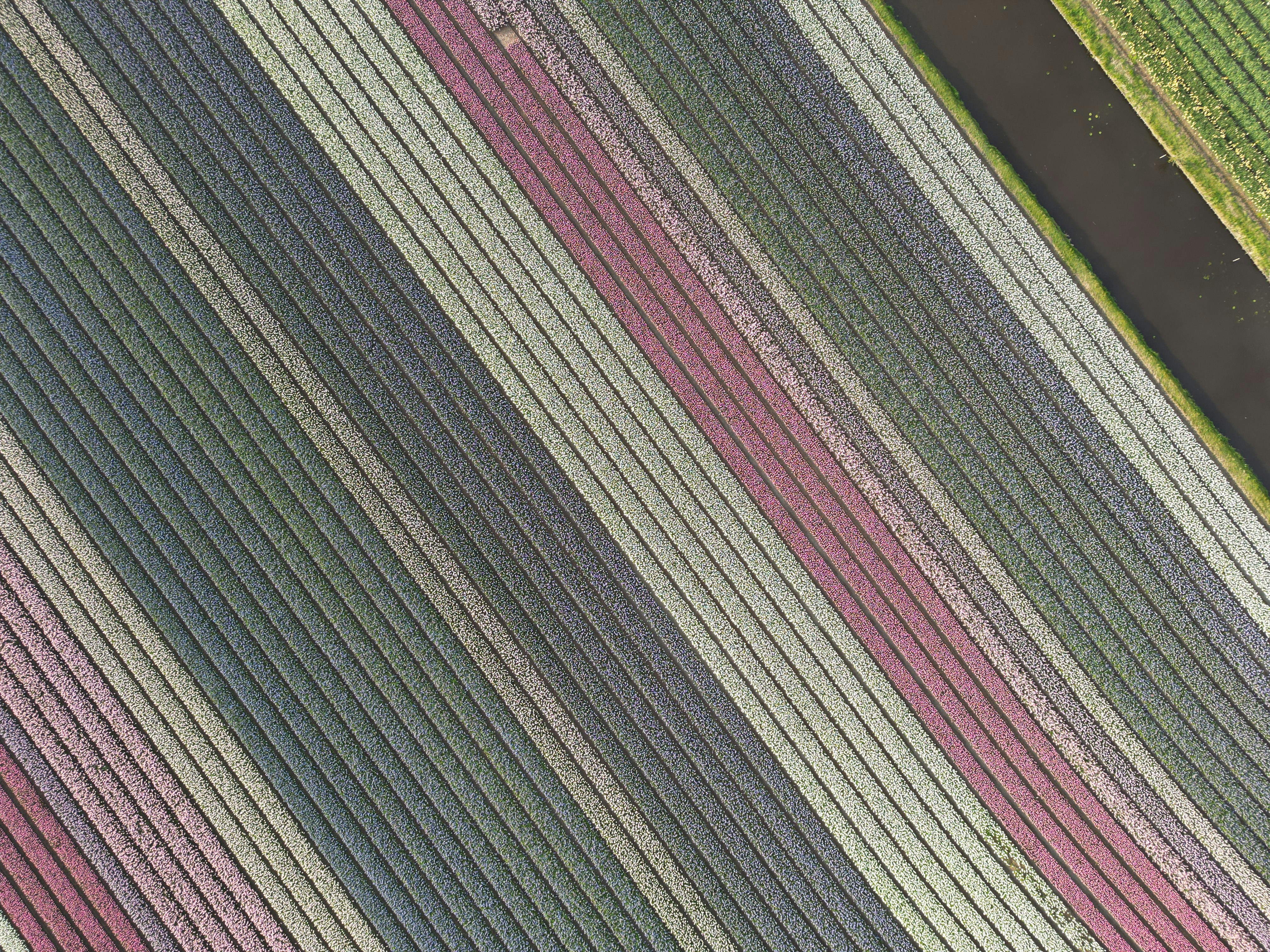 Diagonal Field Mosaic: Aerial Stripes of Color
