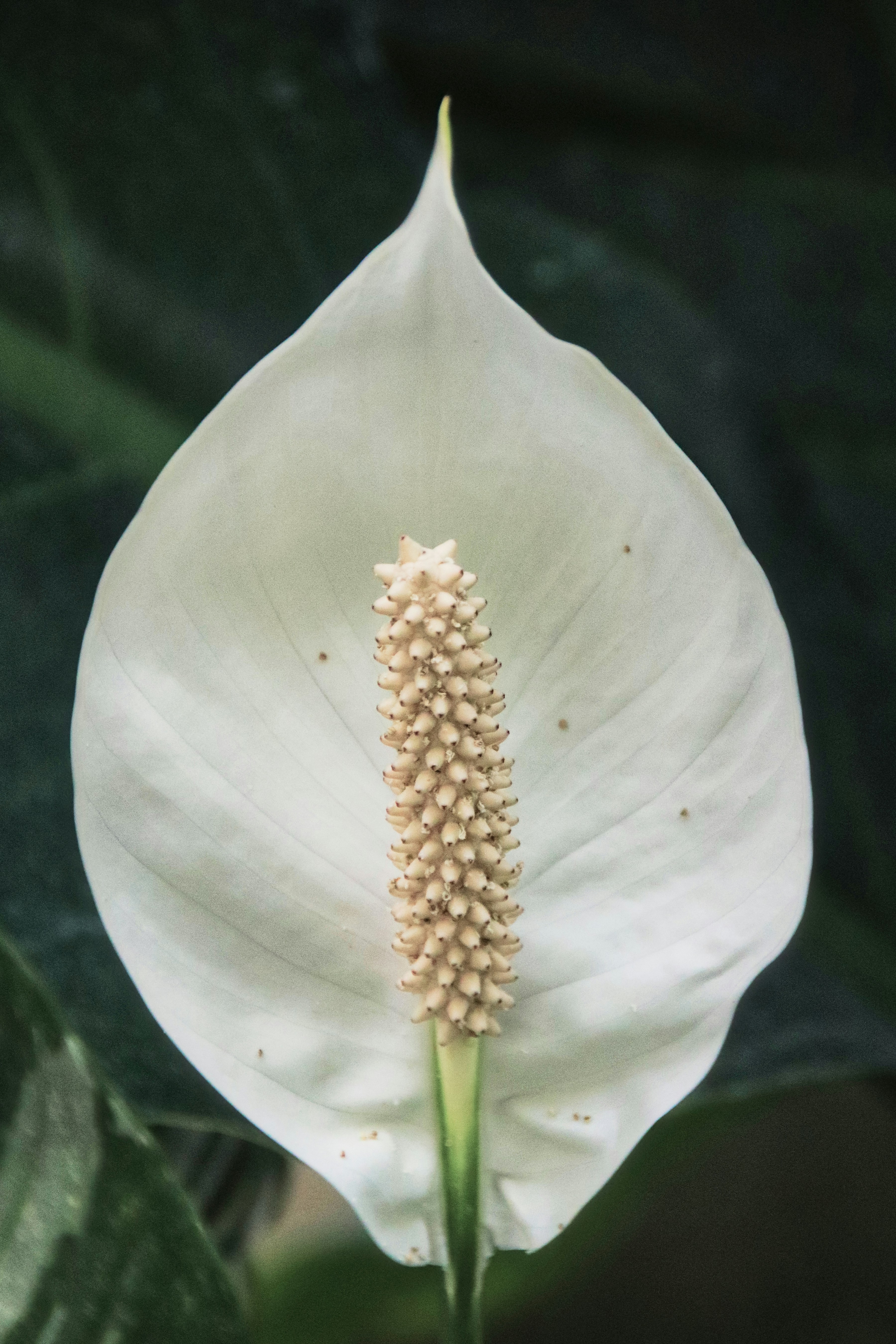 Photo by Dušan veverkolog with Canon EOS 77D