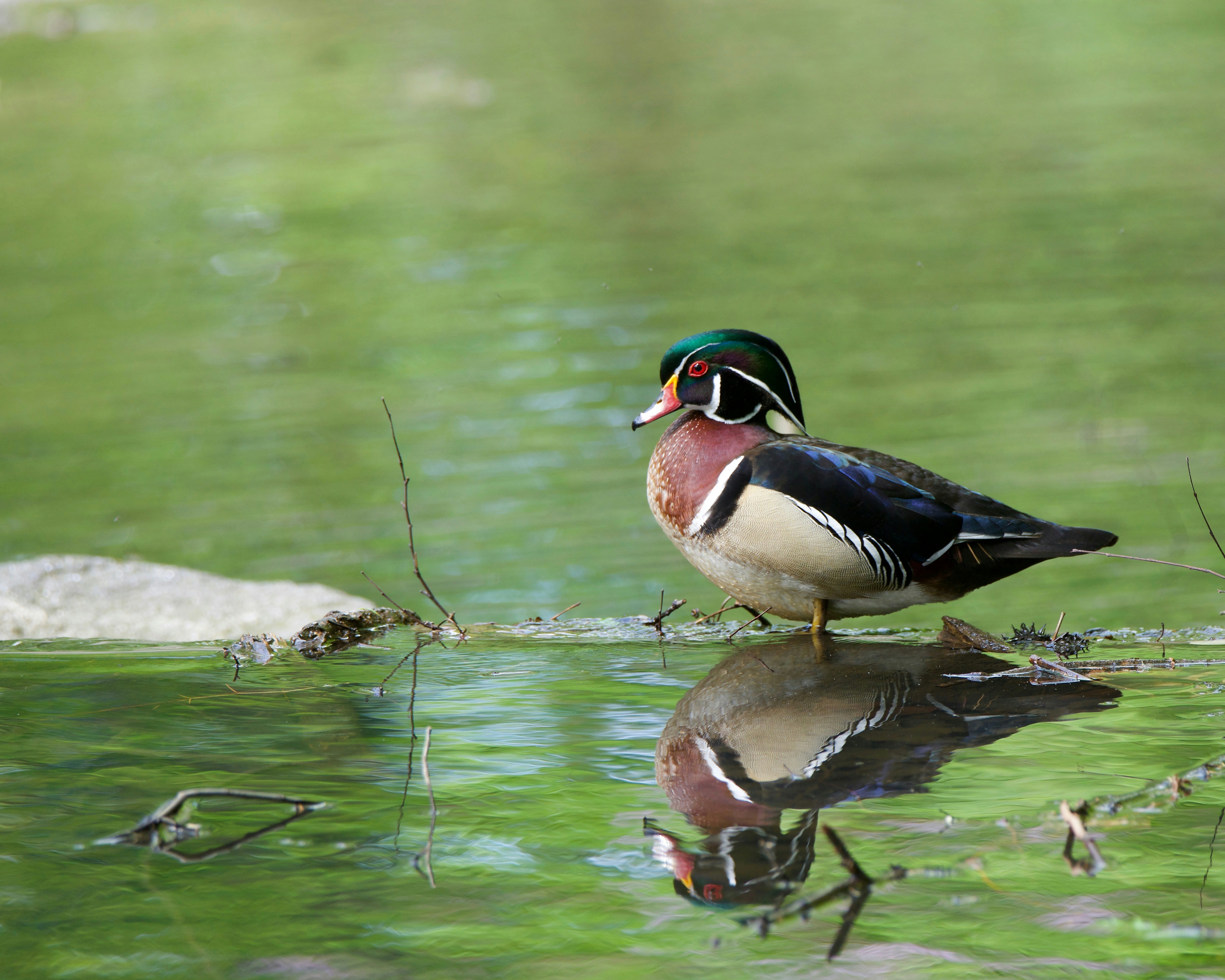Emerald-eyed Wood Duck on a Mirror-Like Pond