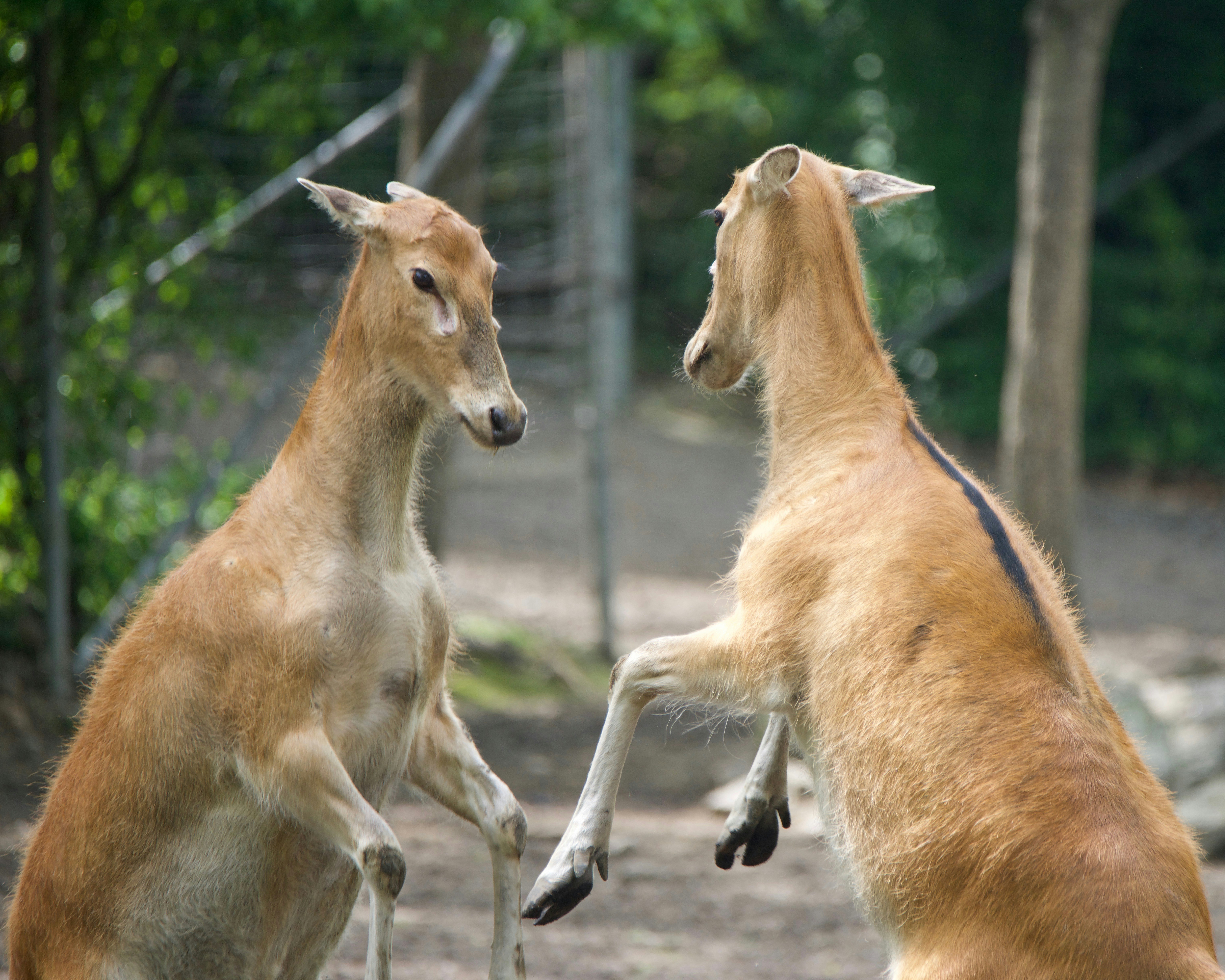 A couple of animals that are standing up photo – Free Animal Image on ...