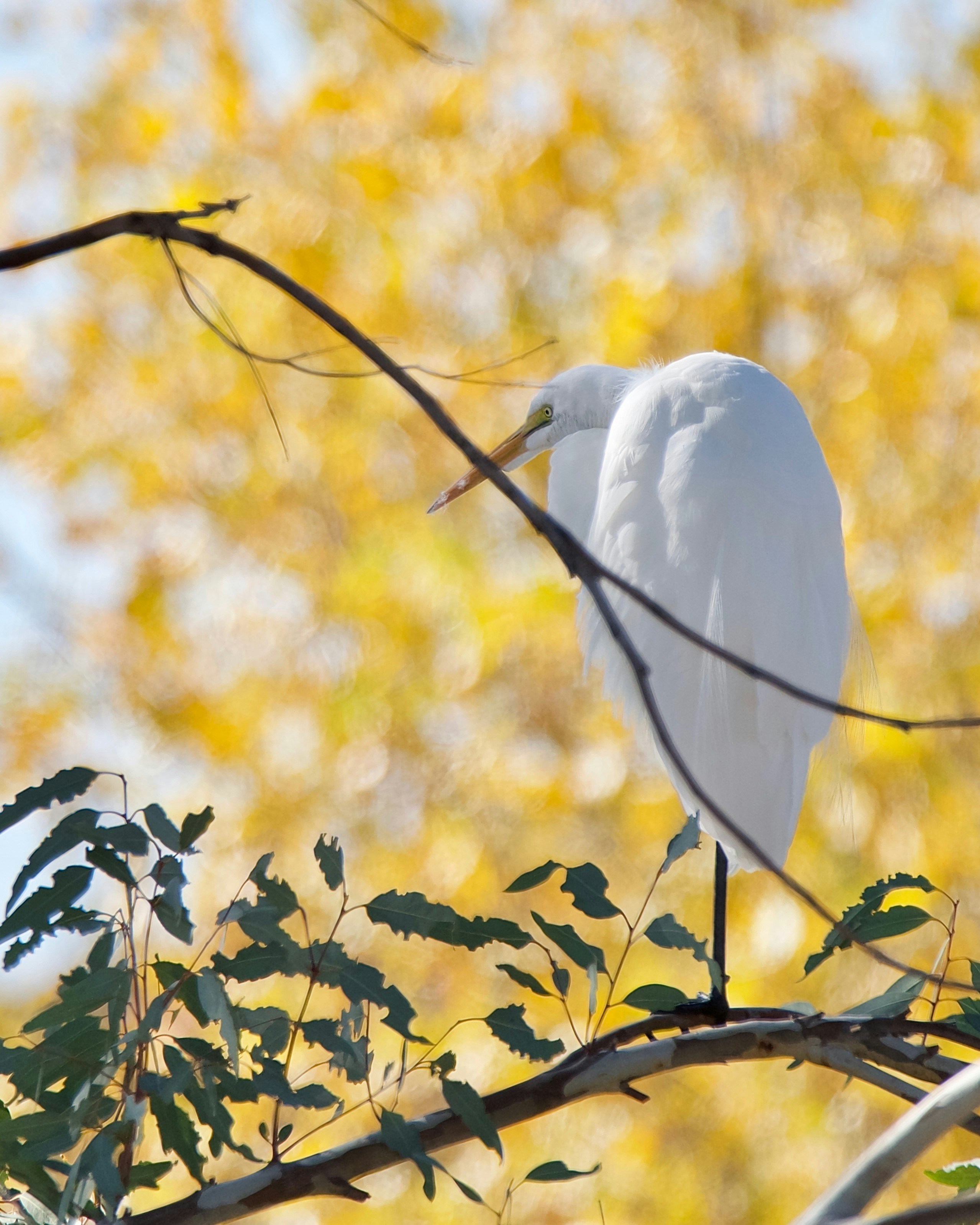 Ivory Egret on a Narrow Branch Amid Autumn's Golden Backdrop