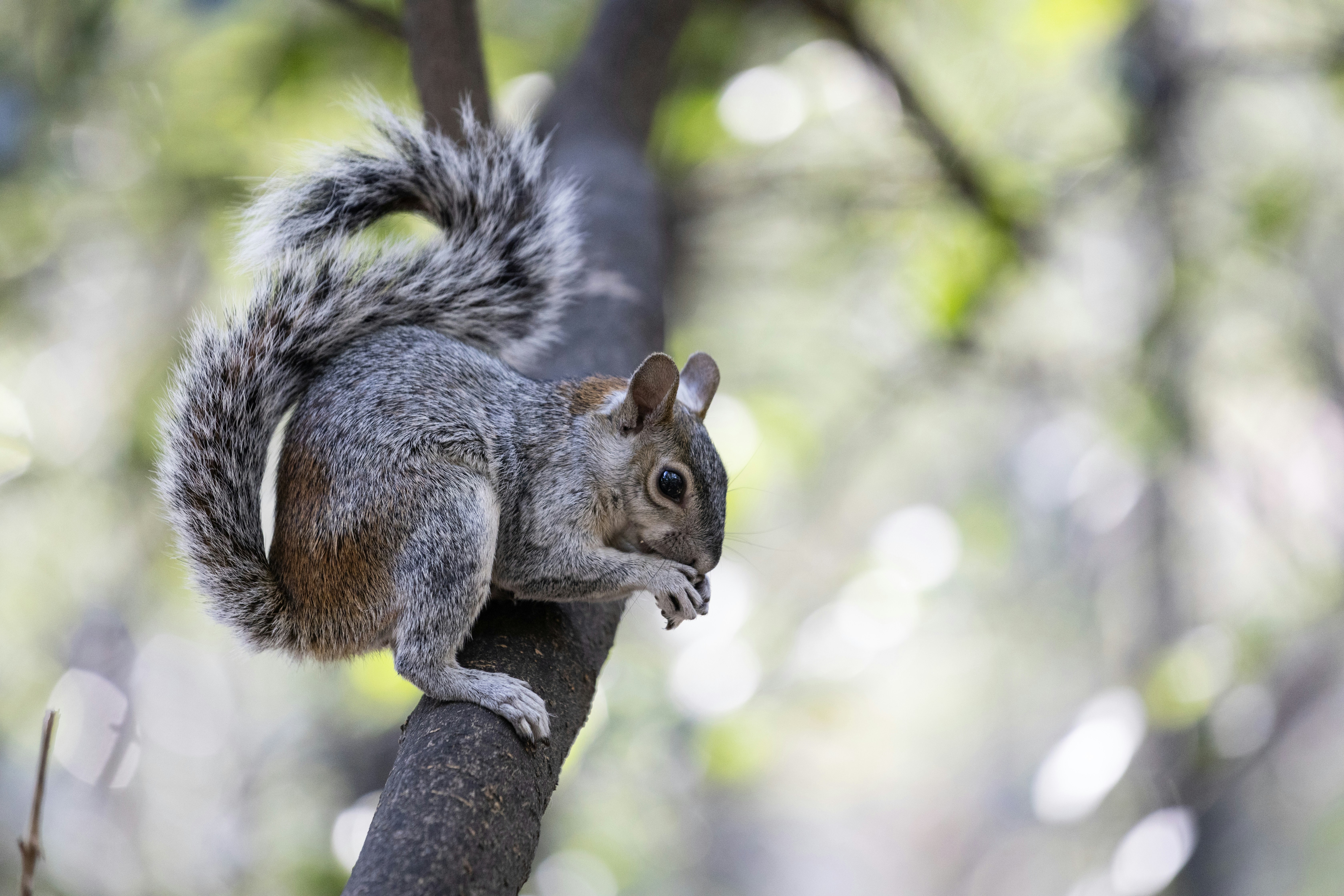 A squirrel is sitting on a tree branch photo – Free Animal Image on ...