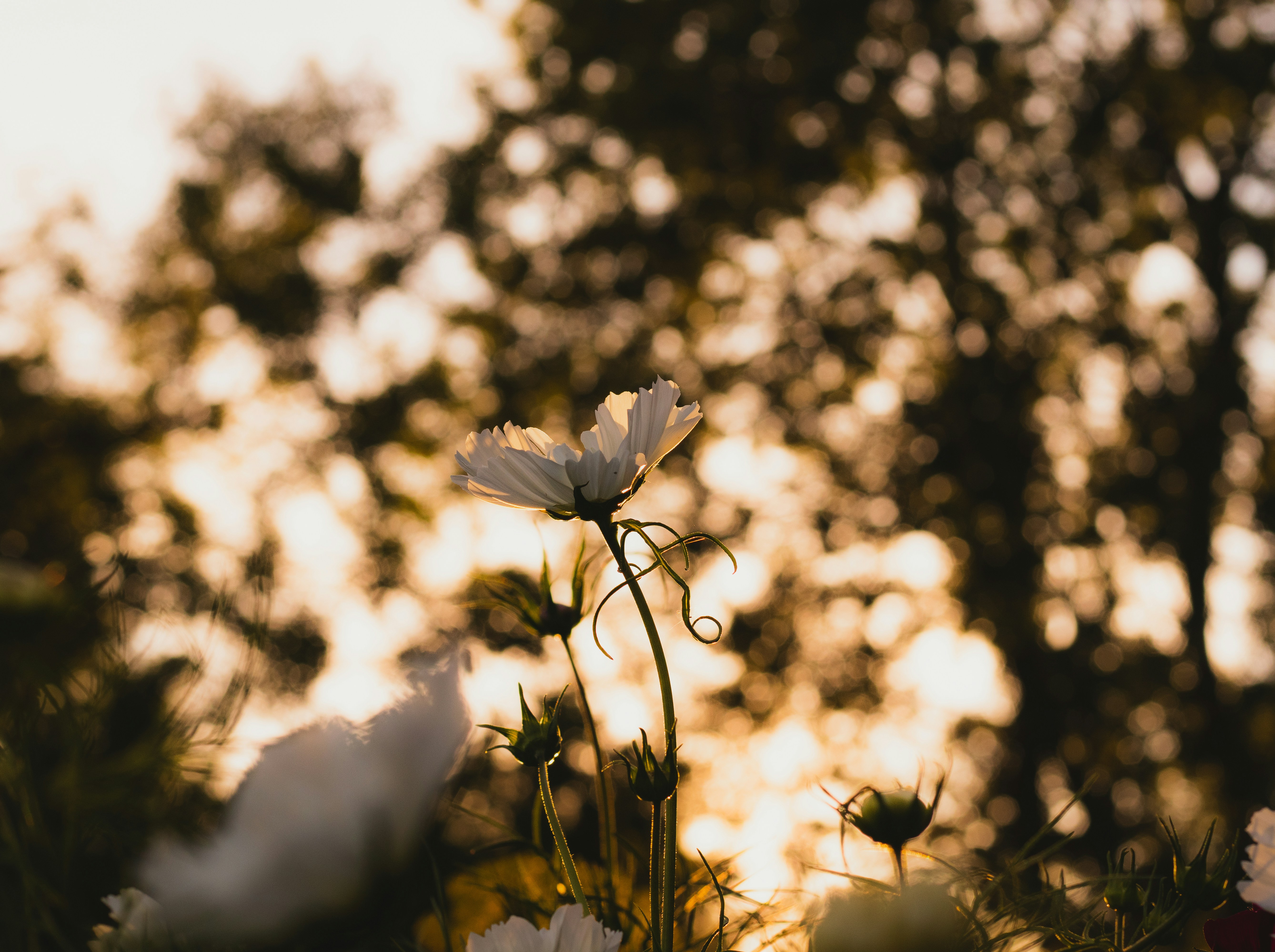 Amber Hour Bloom: a Delicate Flower in Velvet Bokeh
