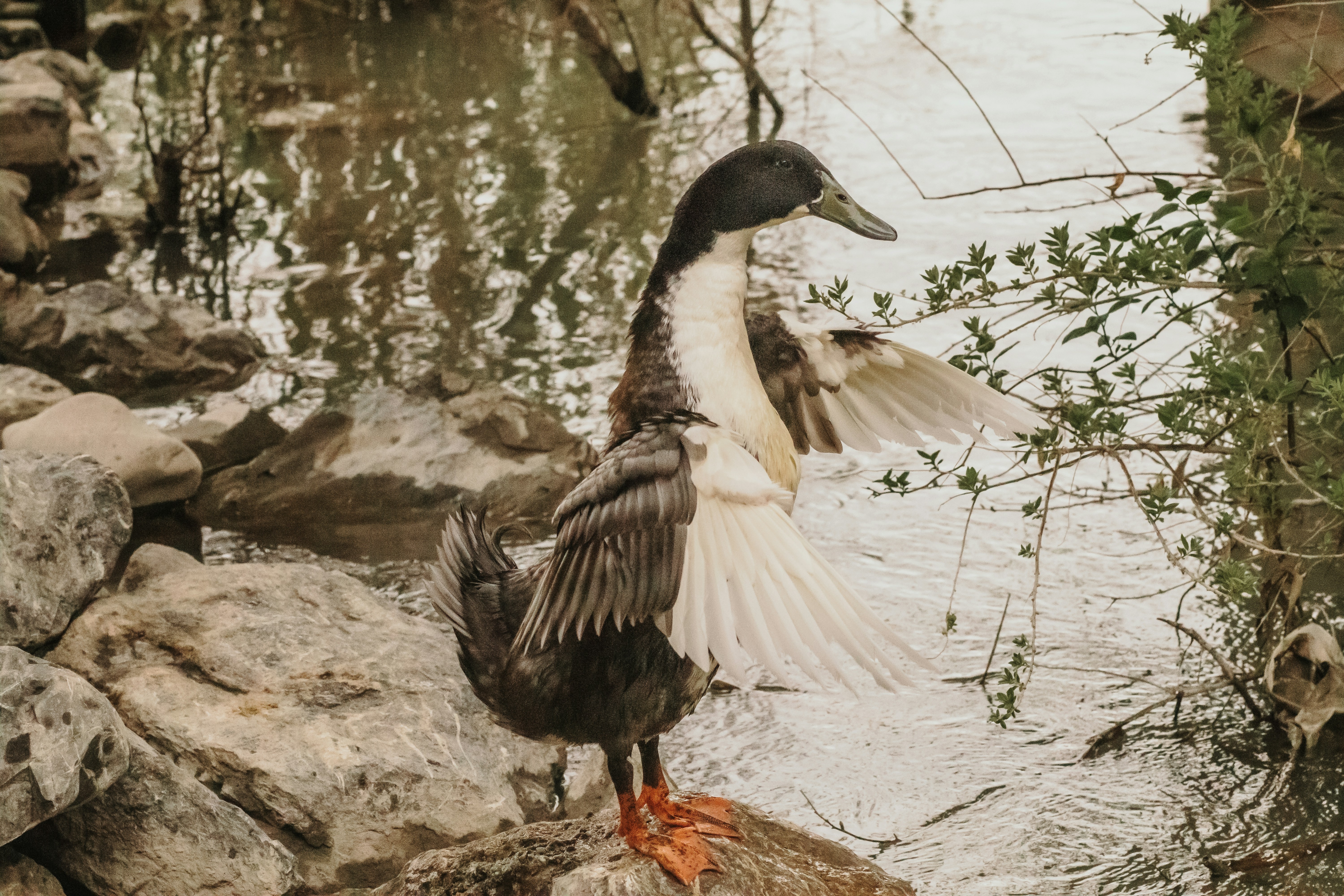 Dusk-washed Drake: A Mallard Standing on Stones by Sedate Riverbank