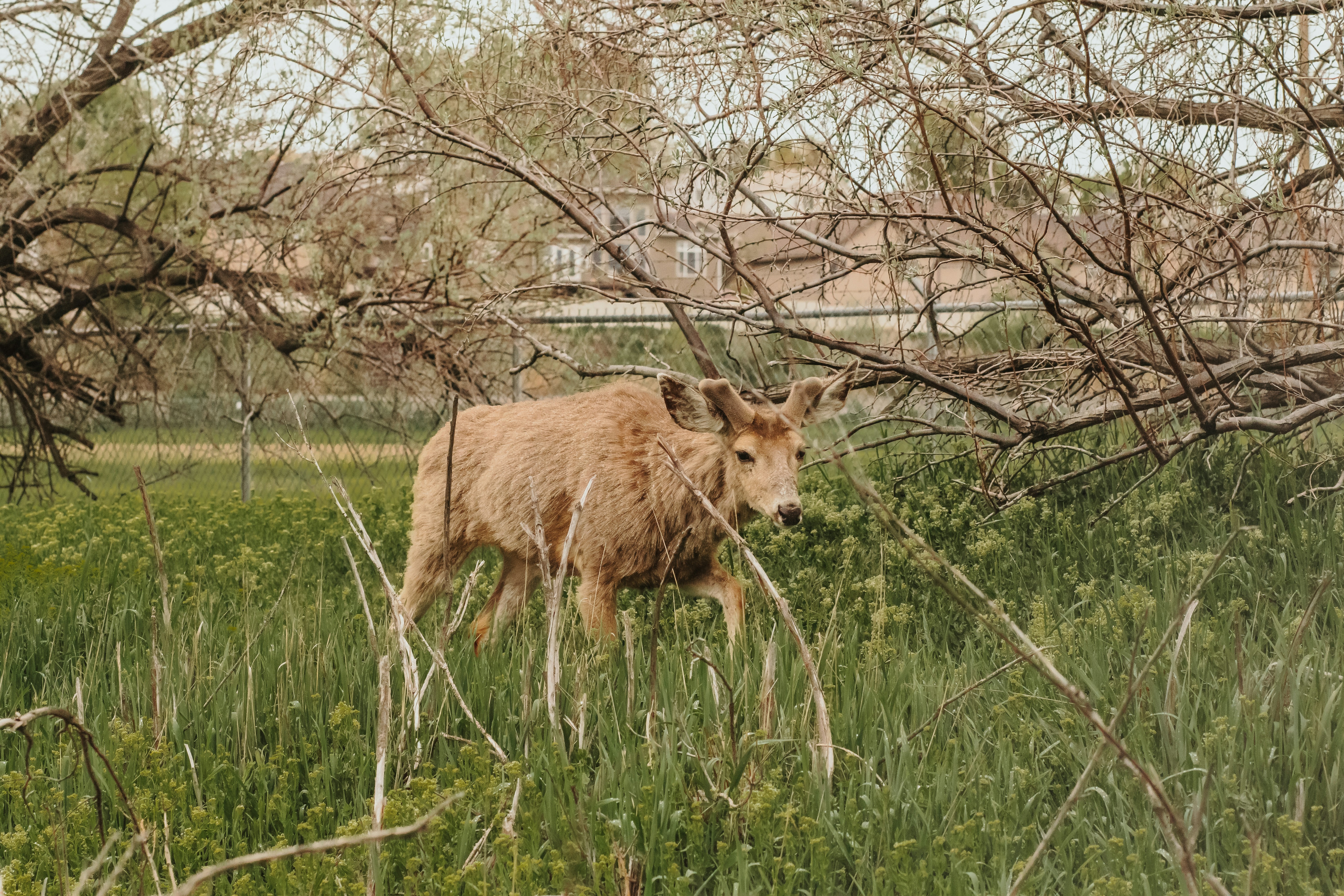 a brown cow standing in a lush green field