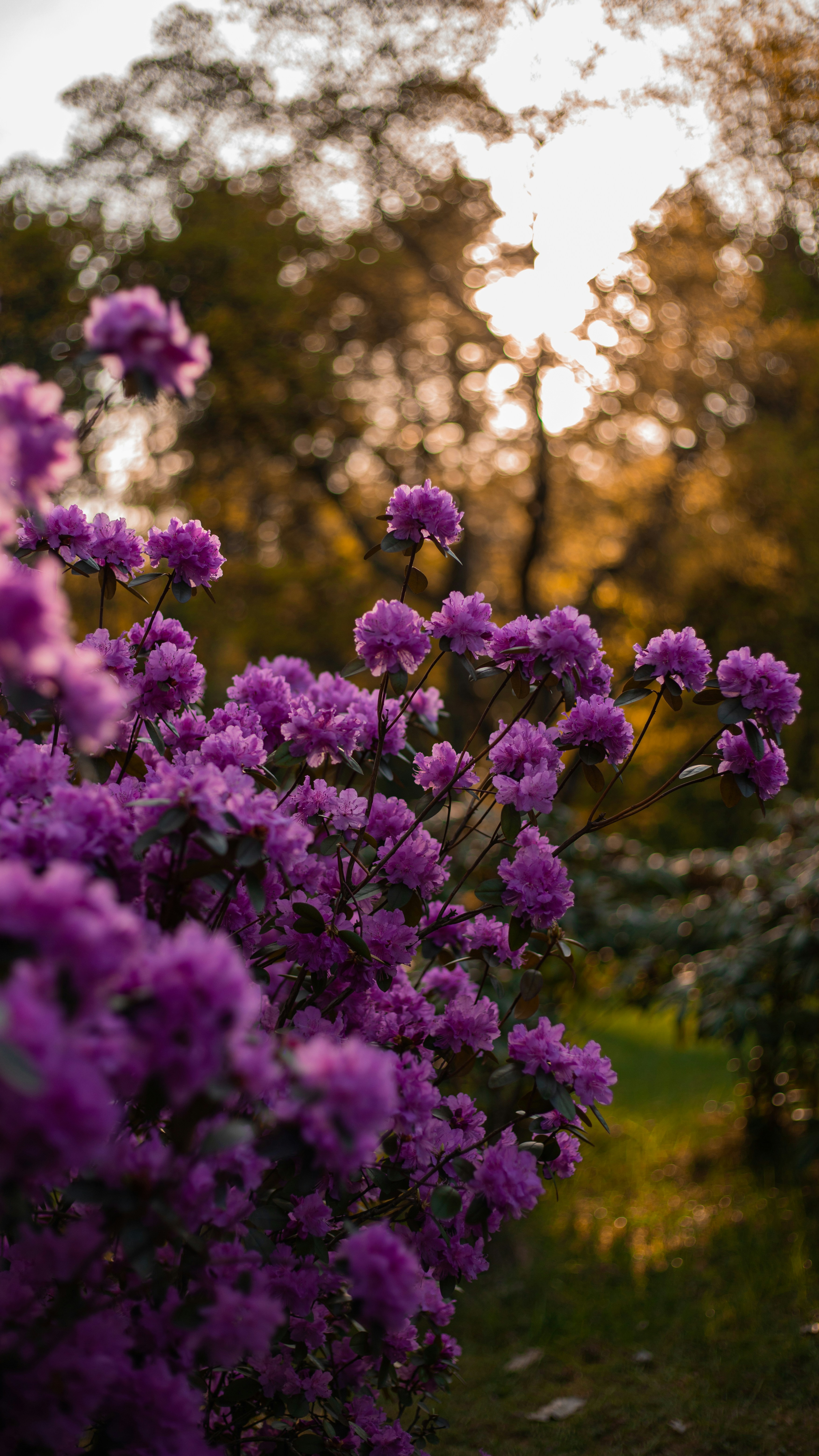 Golden Hour Bloom: Purple Clusters Framing a Quiet Garden