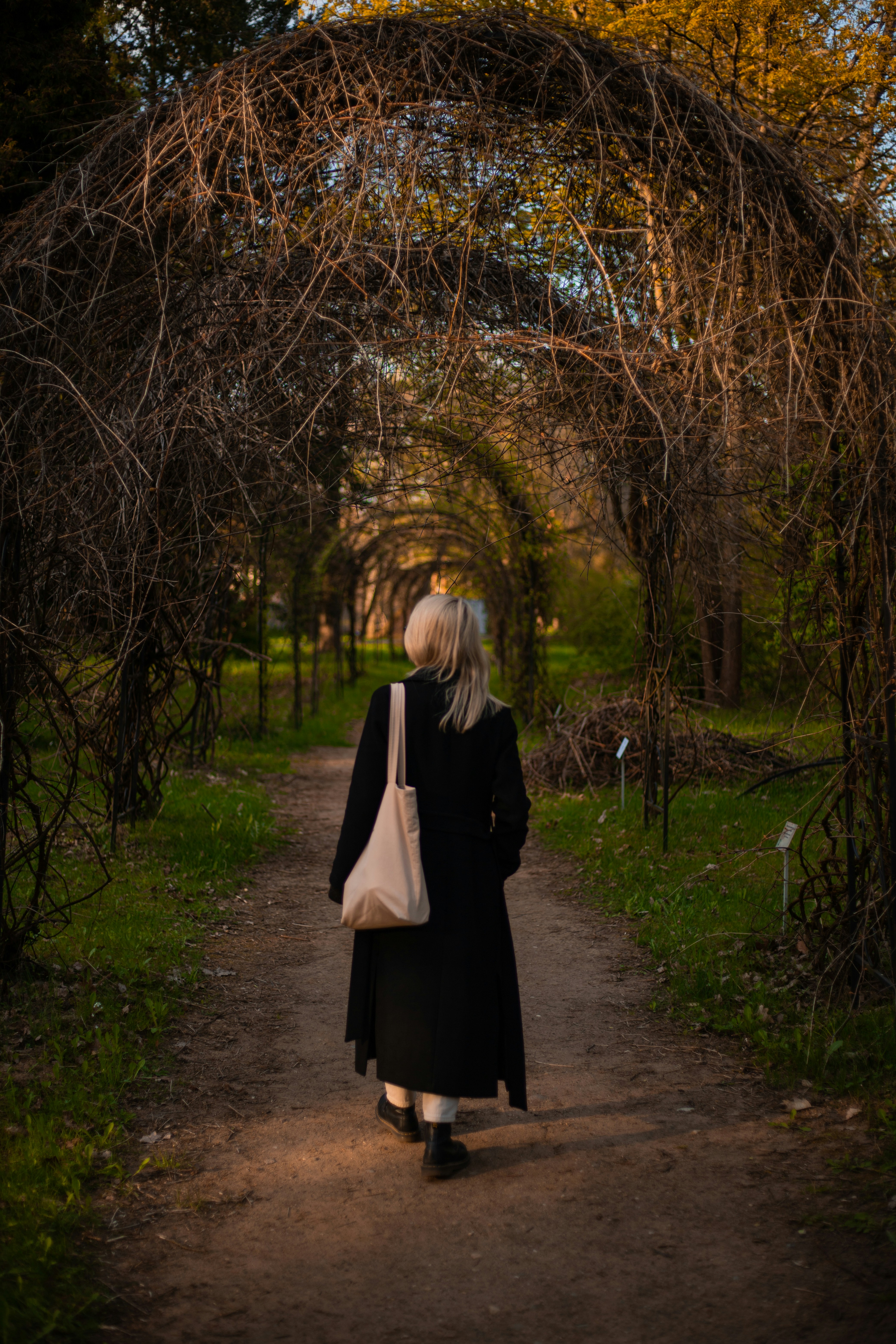 Vine-Arch Path: A Solo Walk Through a Dappled Park Corridor