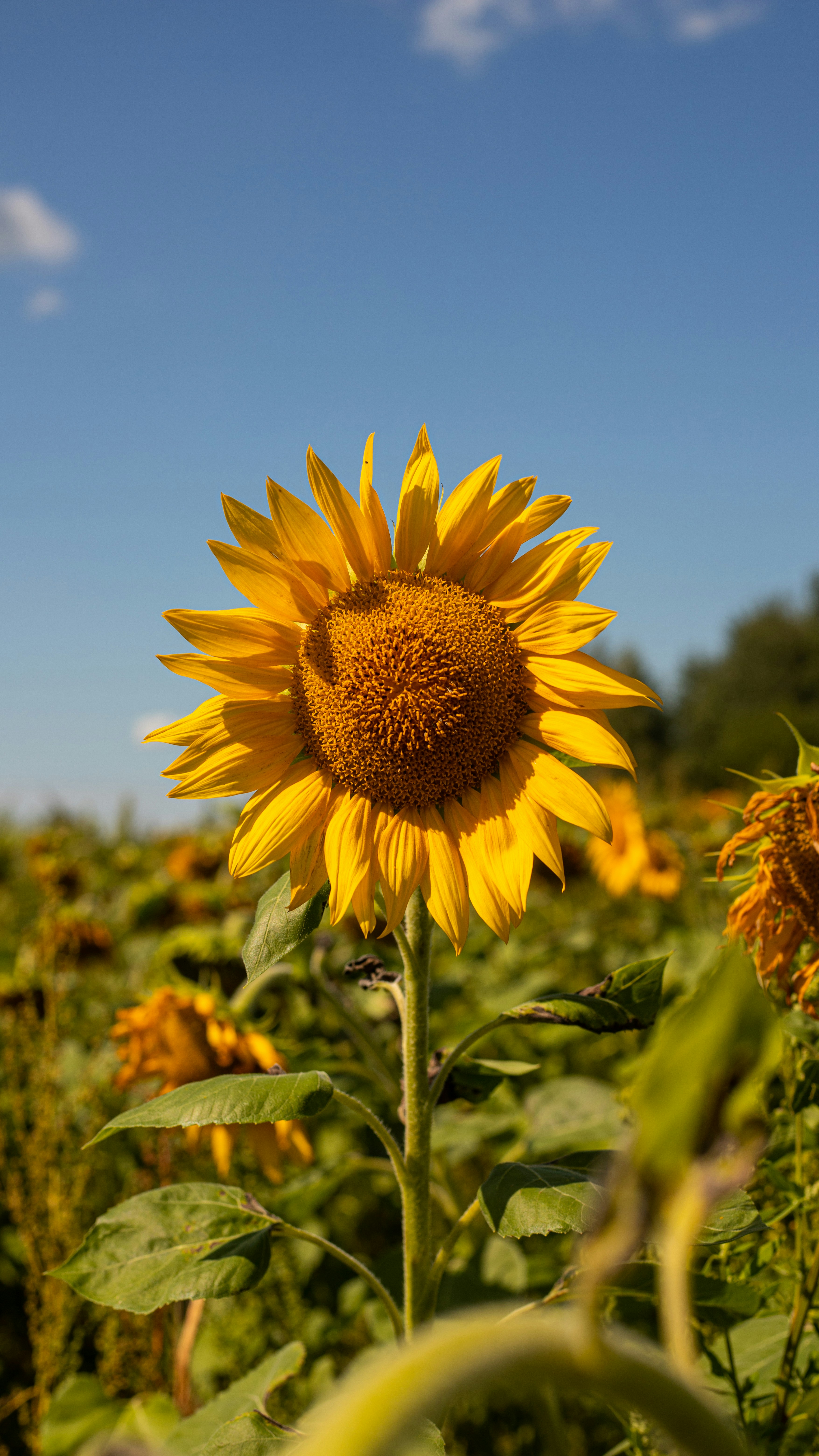 A large sunflower in a field of sunflowers photo – Free Nature Image on ...