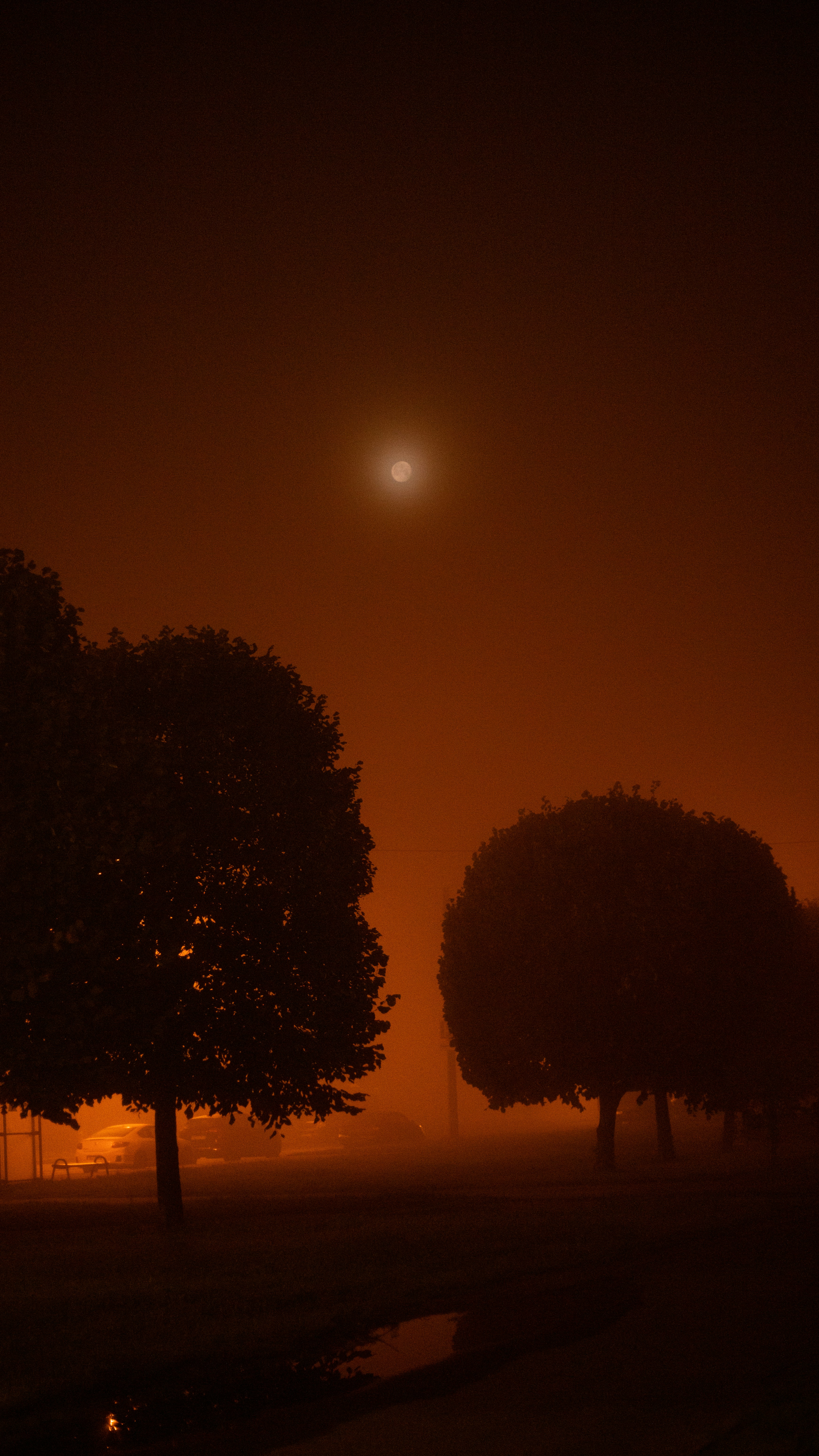Moonlit Veil Over a Fog-Dusted Park of Silhouettes