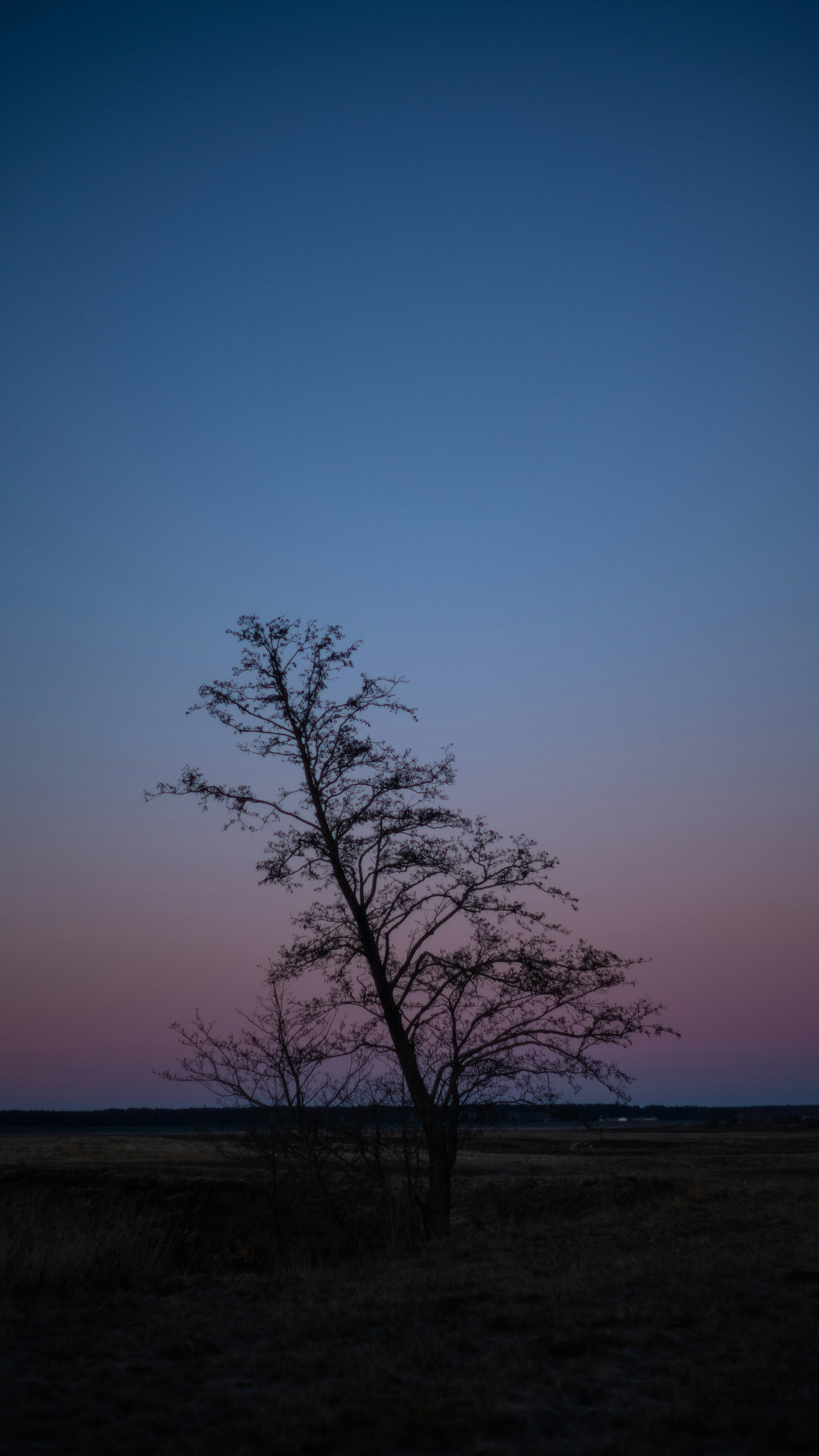 Lone Tree at Dusk: A Leaning Silhouette Against a Velvet Prairie Sky