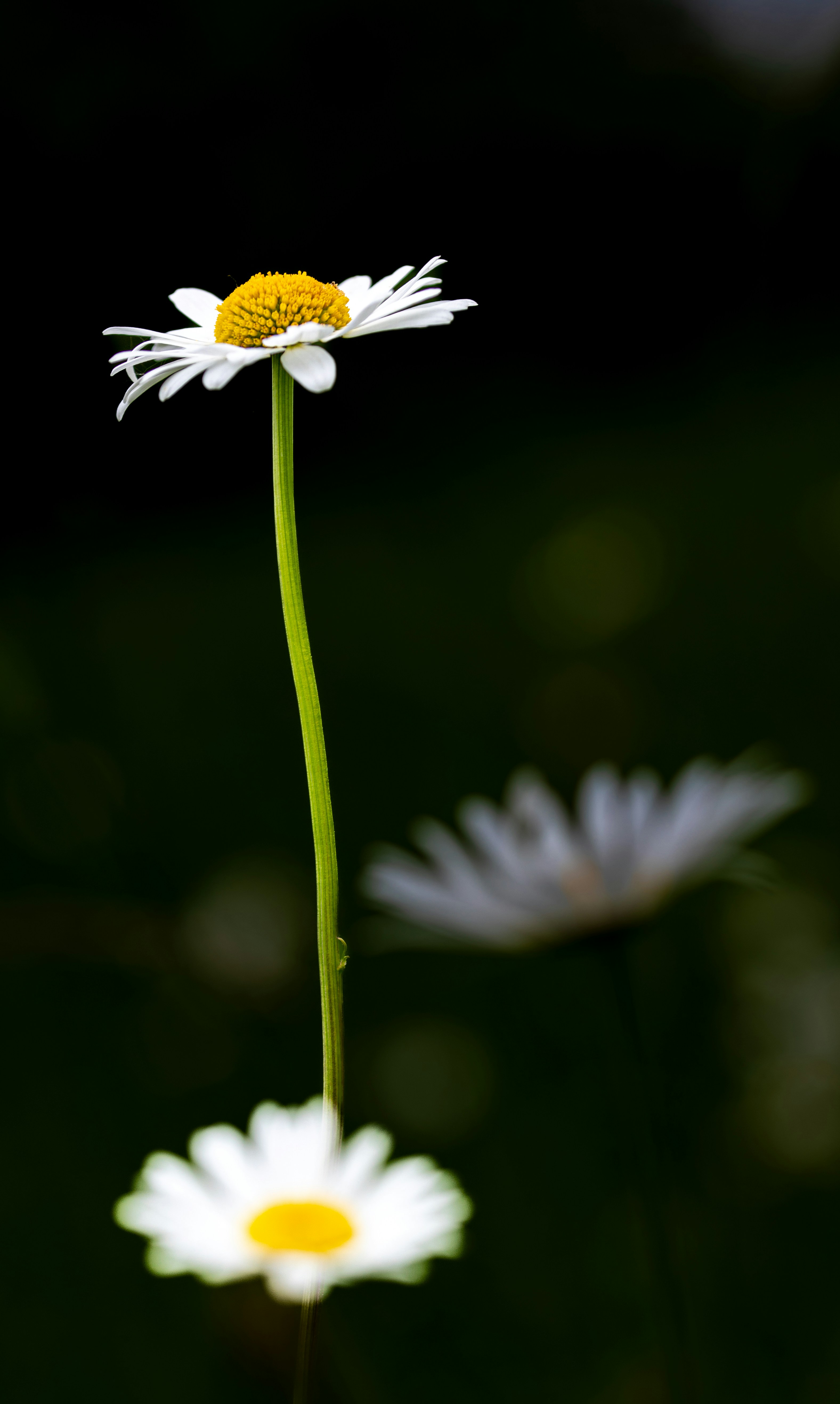 A tall daisy stands proudly against a blurred background of other daisies, highlighting its delicate features and vibrant colors.