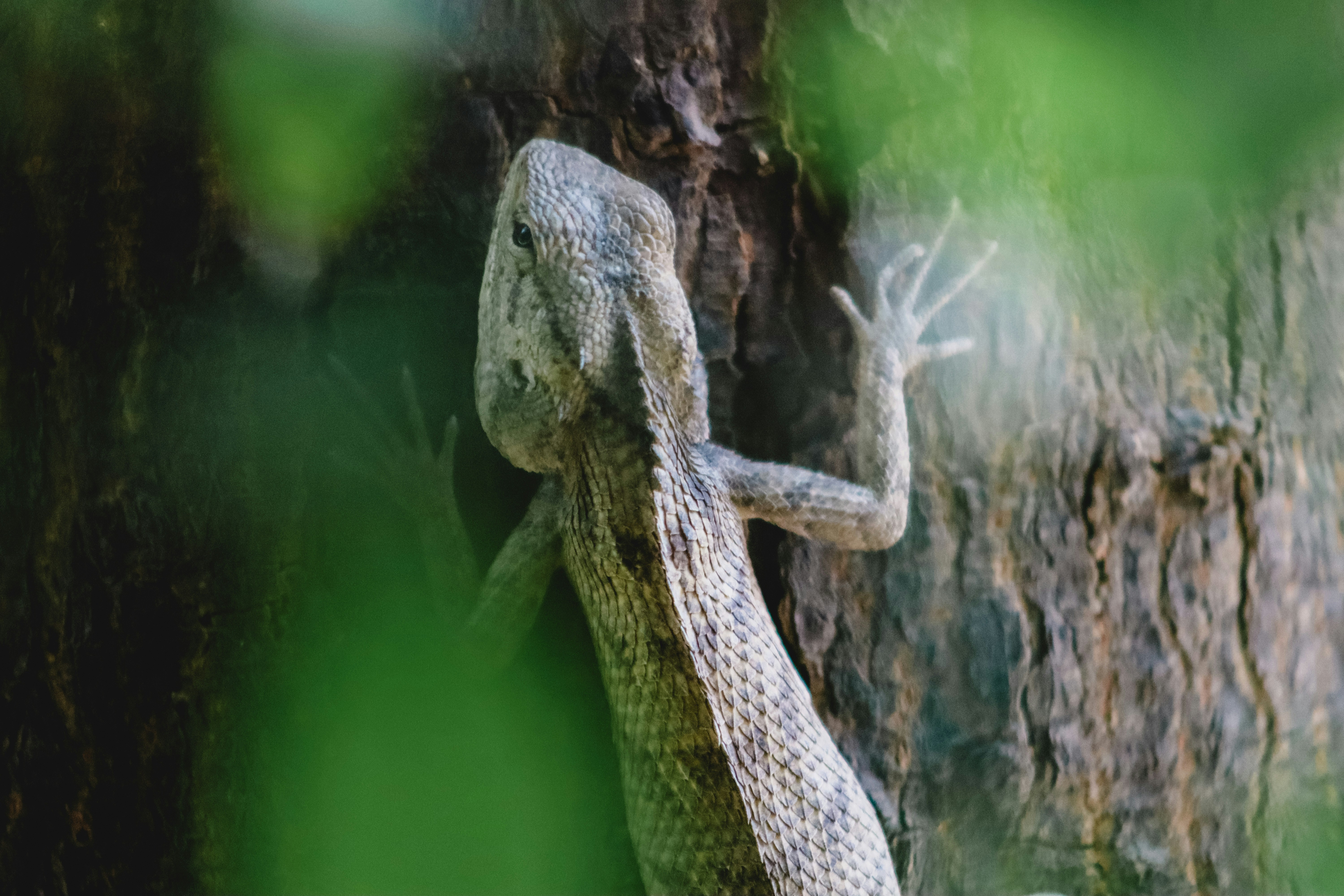 a lizard is climbing up the side of a tree