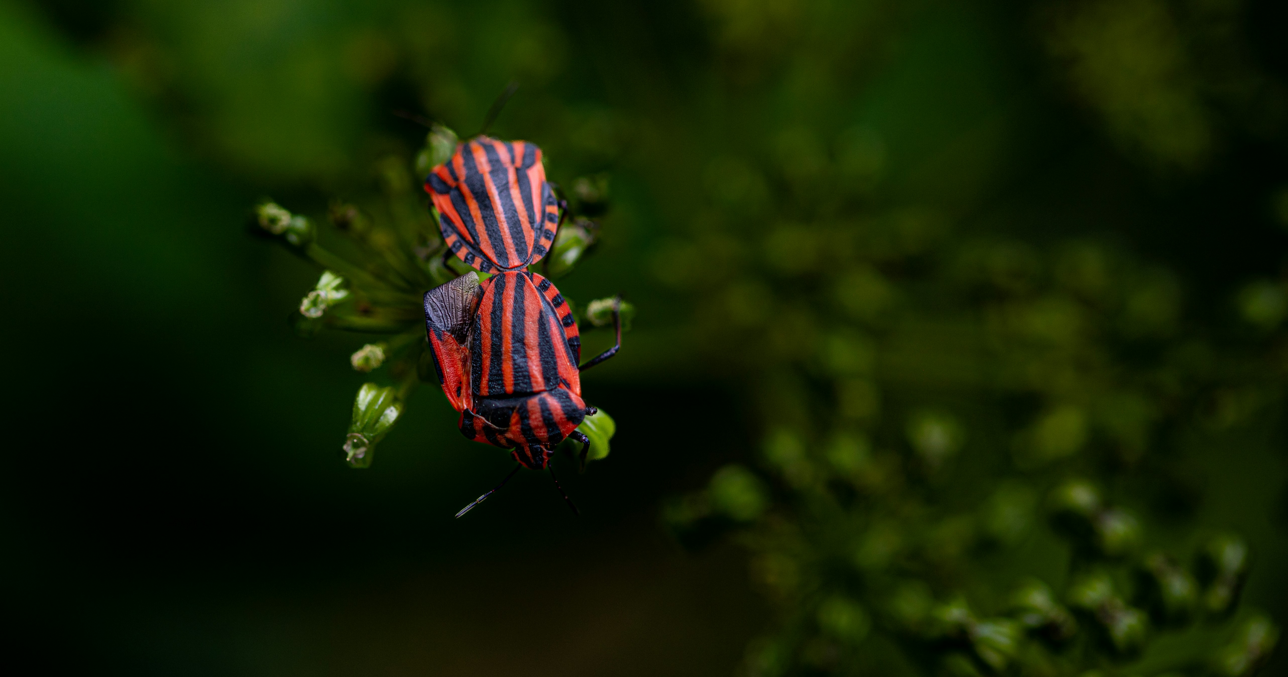 Red Striped Beetles in a Green Canopy Bloom