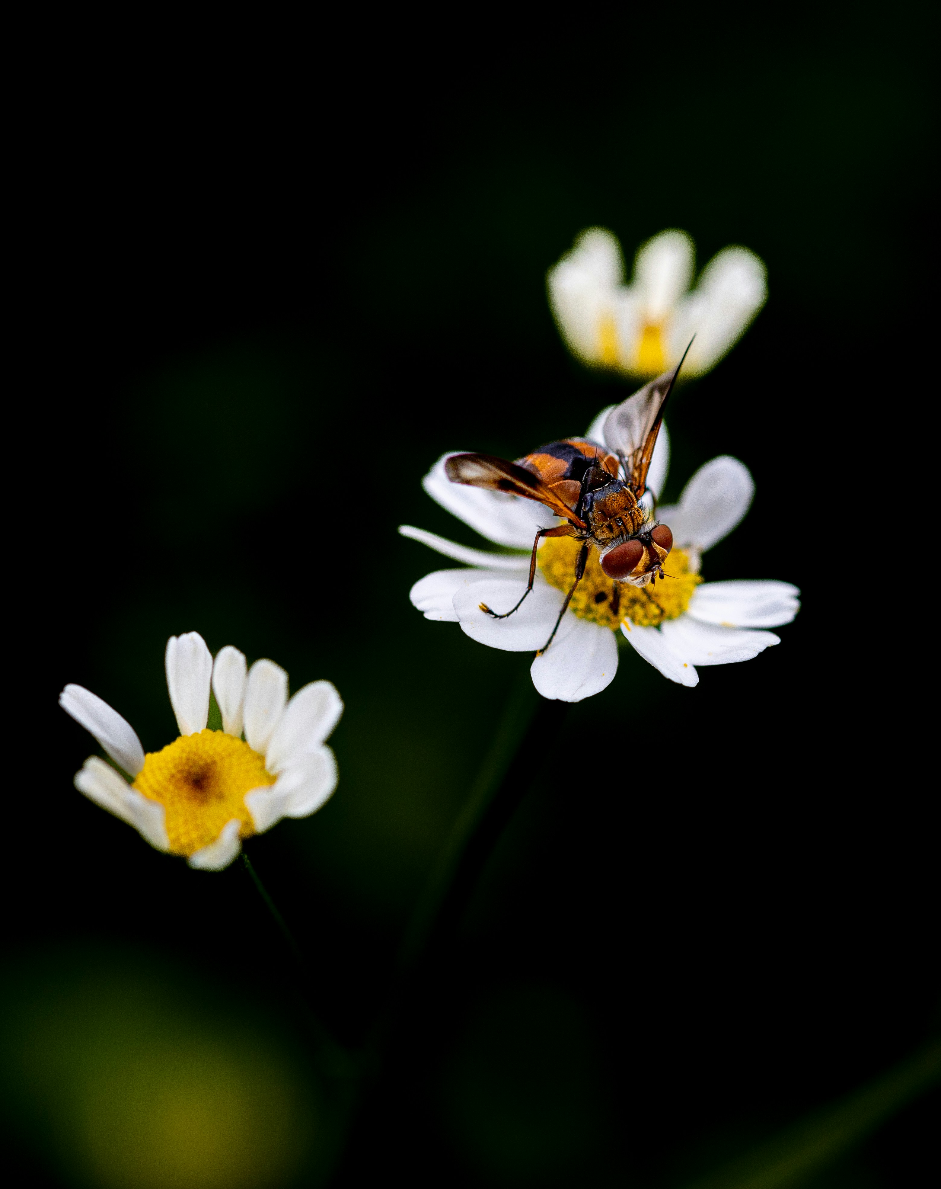 Amber-Winged Hoverfly on a White Daisy: A Close-Up Moment