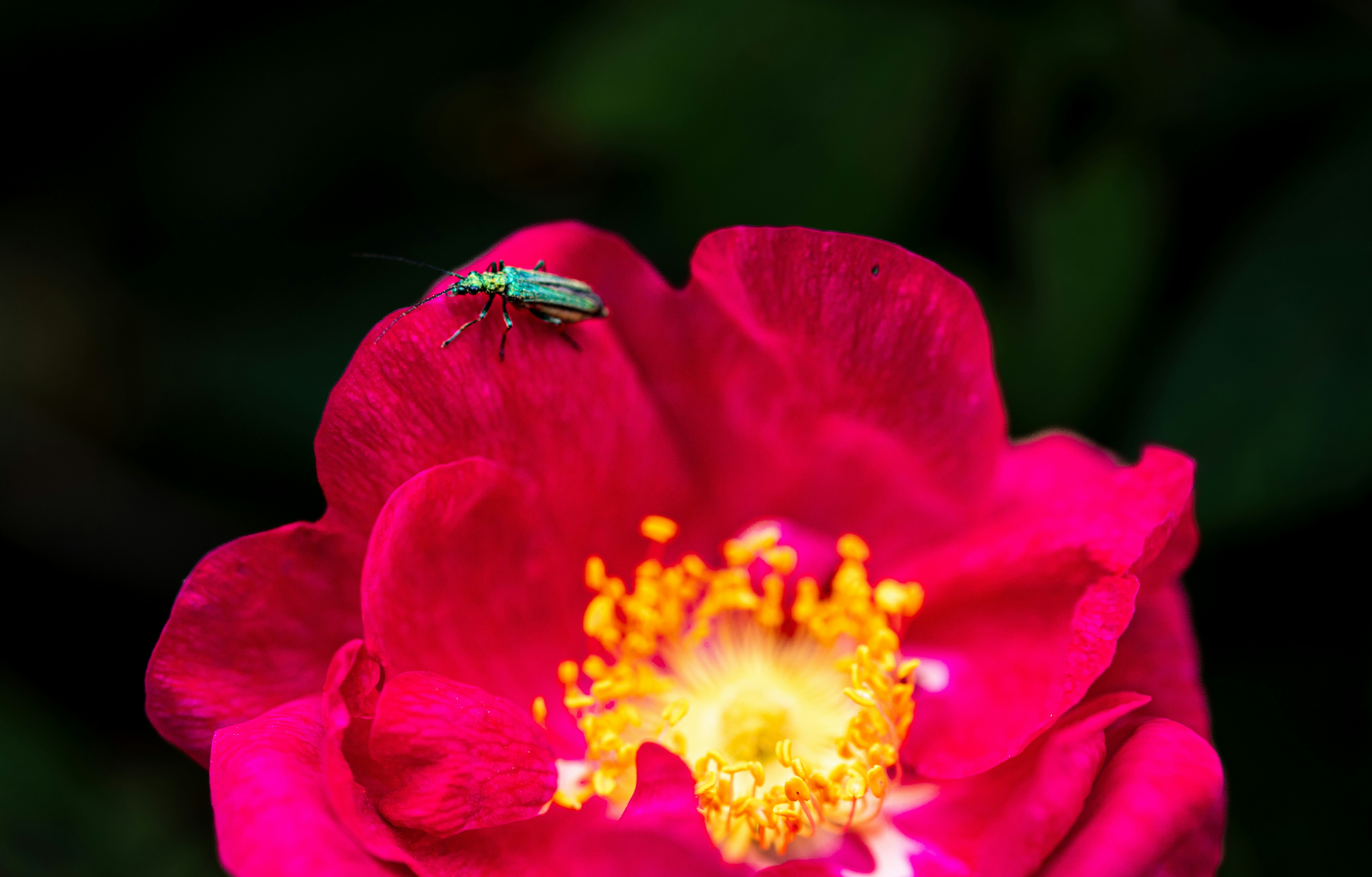 Crimson Bloom and a Green Hover: A Tiny Visitor on a Petal