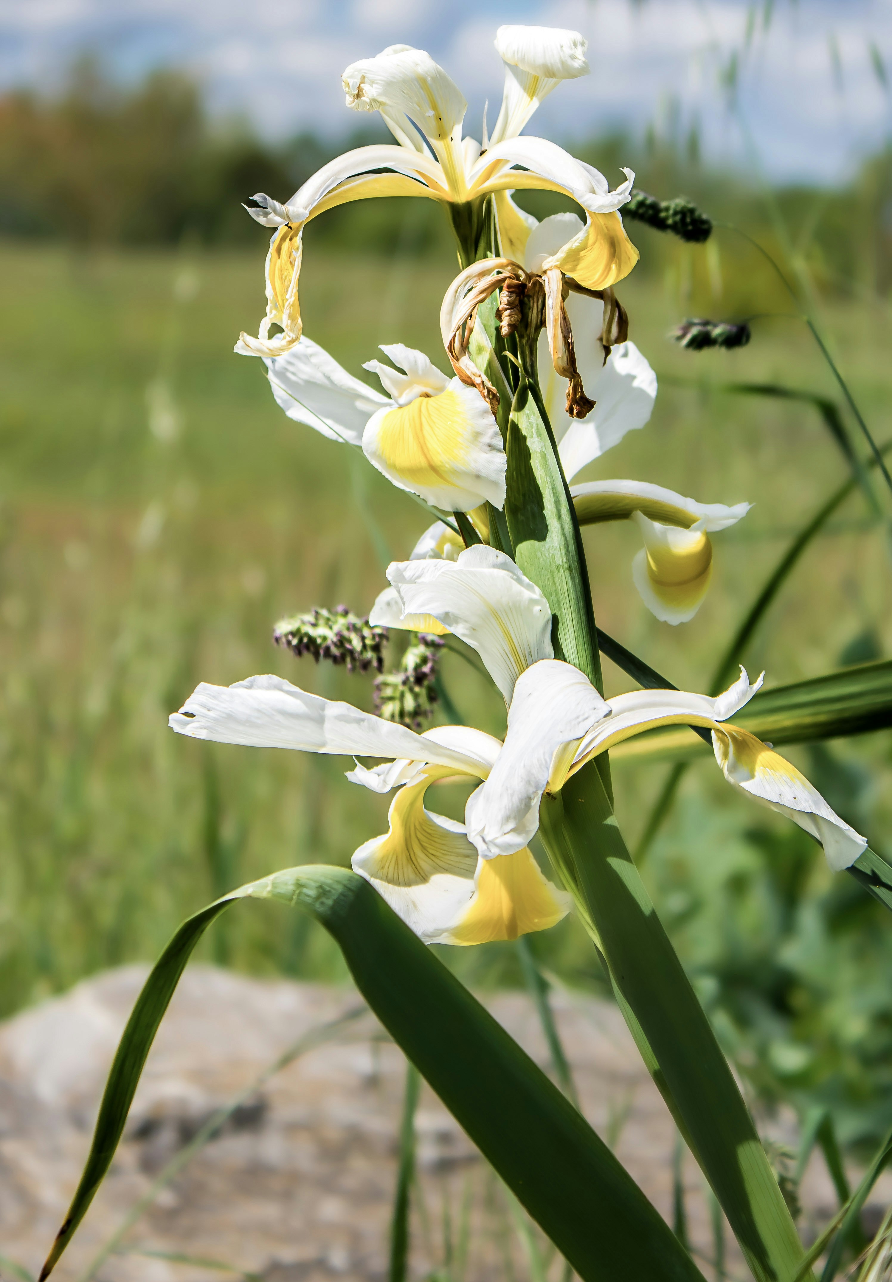Sunlit Iris in a Meadow: A Quiet Portrait of White and Yellow