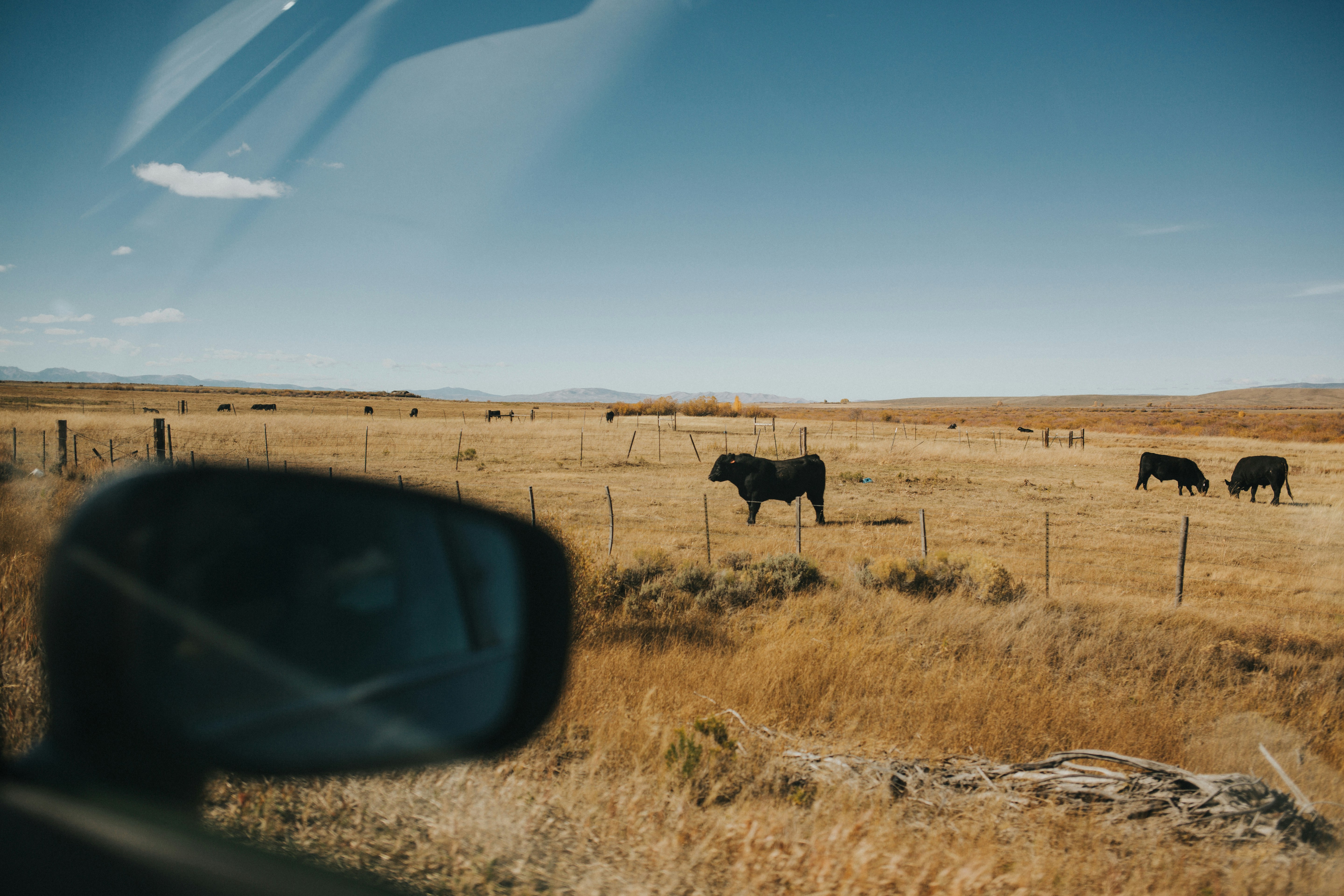 A herd of cattle standing on top of a dry grass field photo – Free Fall ...