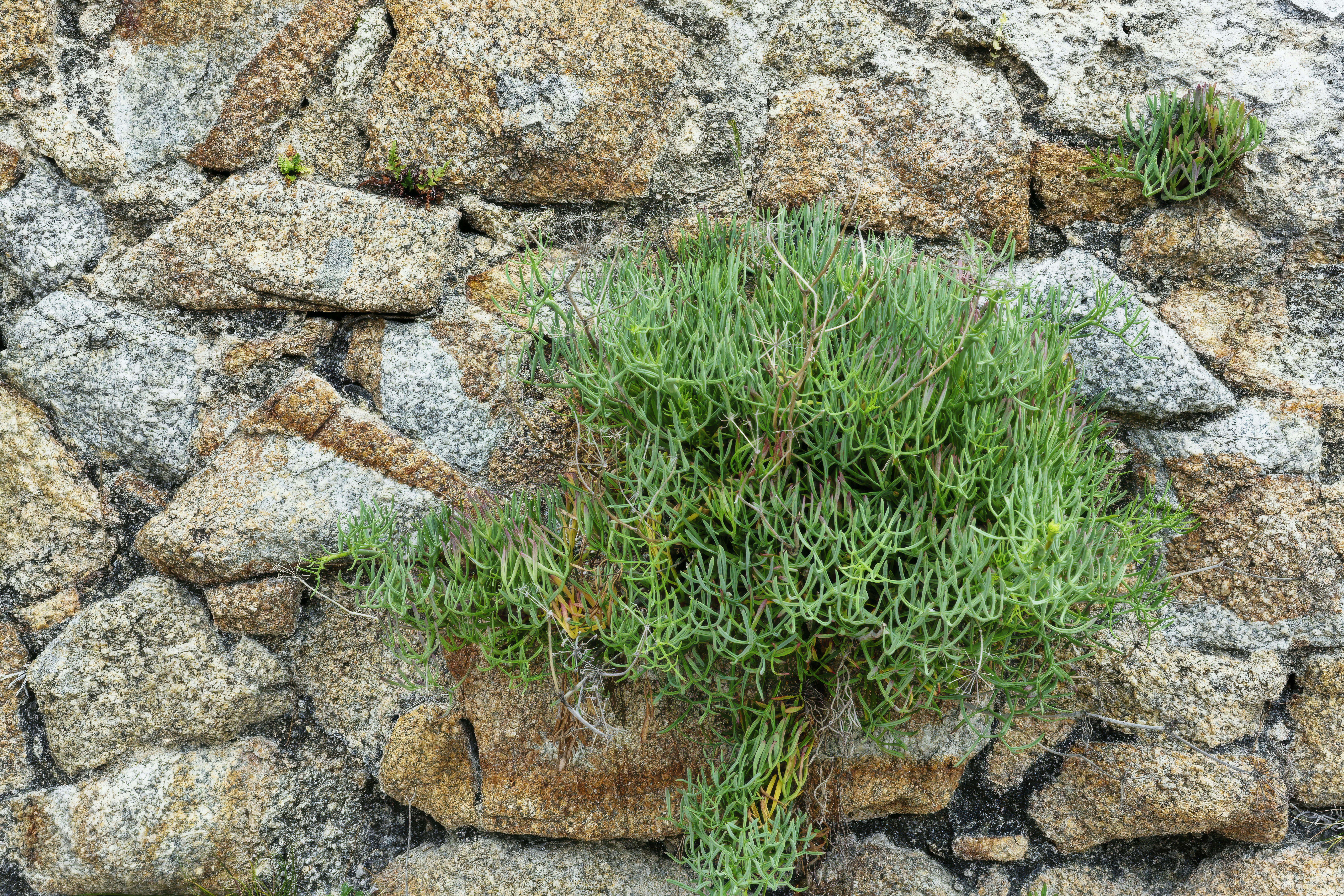 Green Plant Growing From Stone Wall - A green plant, likely a type of succulent, grows out of a rough, uneven stone wall, composed of large, irregularly shaped rocks. The plant is flourishing despite its harsh environment.