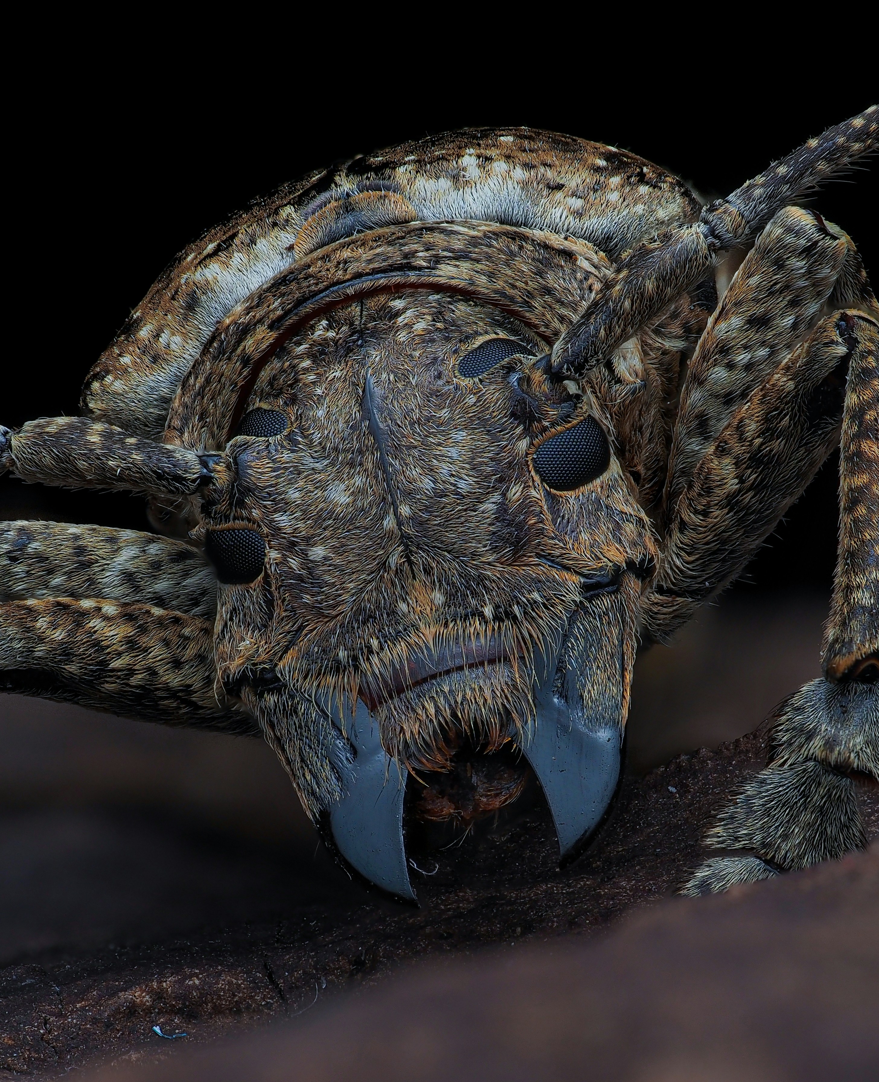 A close up of a bug on a rock photo – Free Grey Image on Unsplash