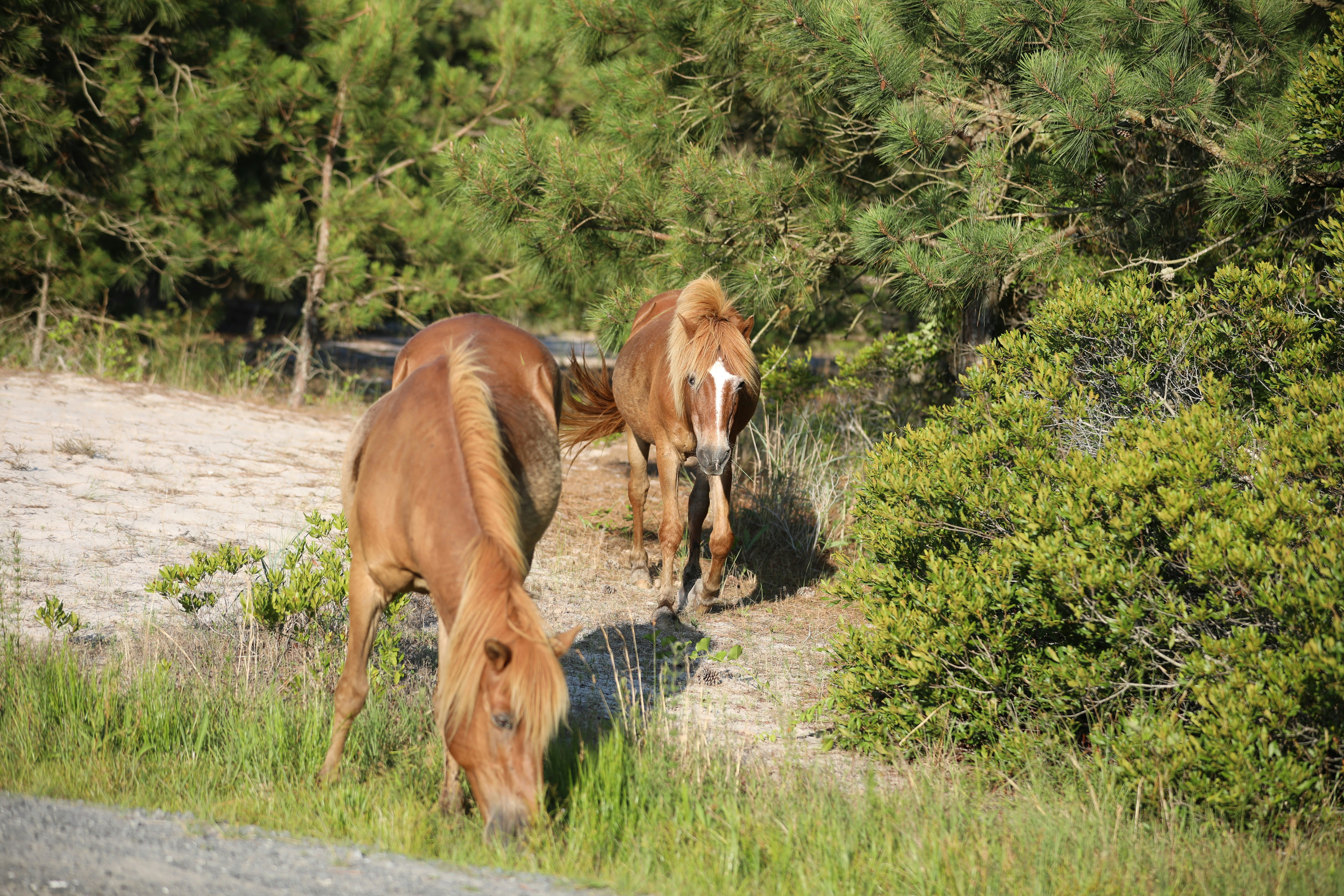 A photograph capturing wild horses grazing in a lush, green environment. The horses, with their brown coats and flowing manes, are seen feeding on the grass, surrounded by dense foliage and pine trees. The natural, undisturbed setting highlights the freedom and beauty of these magnificent animals in their wilderness habitat.