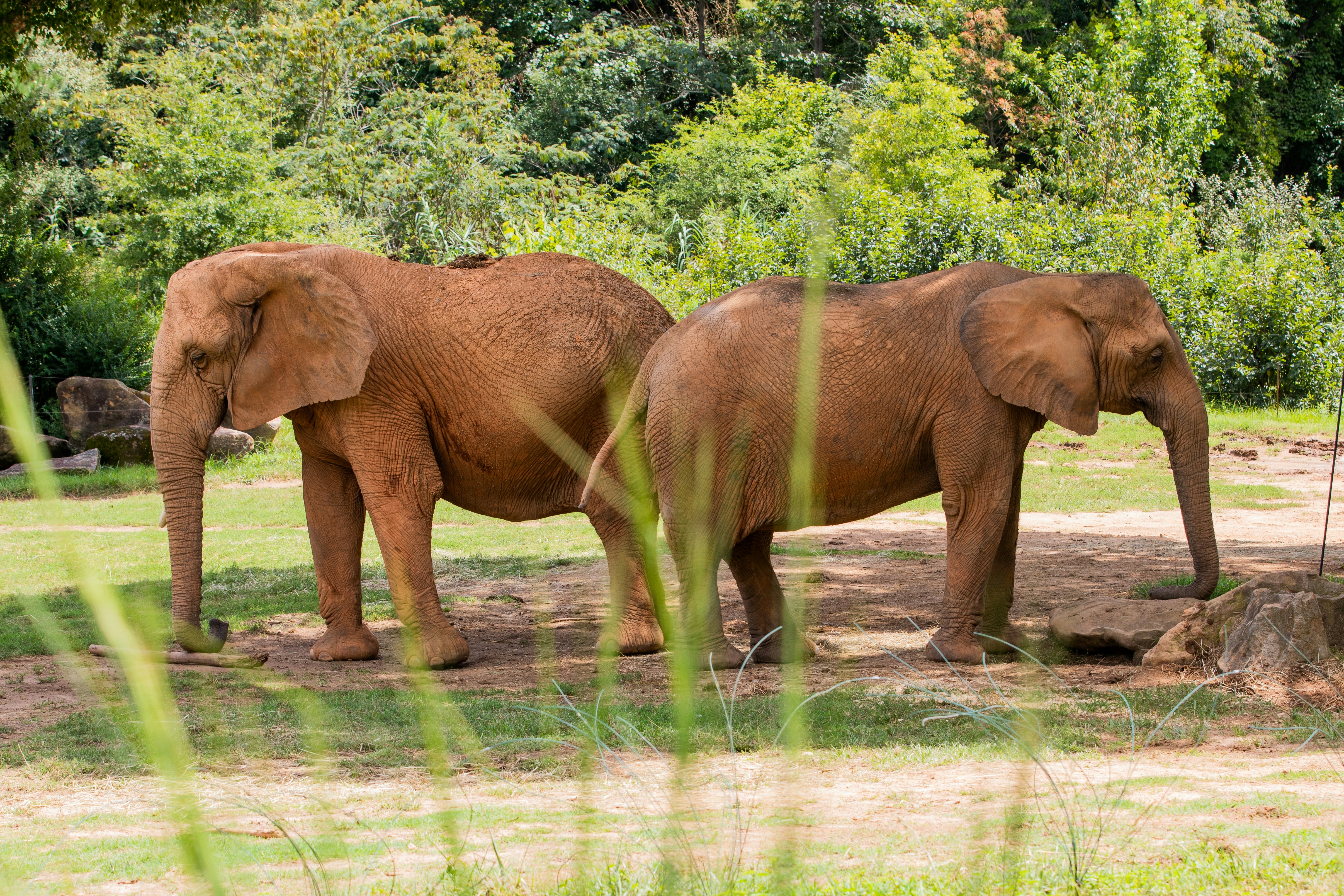 A photograph of two elephants standing back-to-back in a lush, green environment. The elephants' large bodies and distinctive tusks are prominently displayed, highlighting their majestic presence. The natural surroundings with dense foliage and a grassy area provide a serene backdrop, emphasizing the beauty of these magnificent animals in their habitat. The scene captures the essence of wildlife and the tranquility of nature.