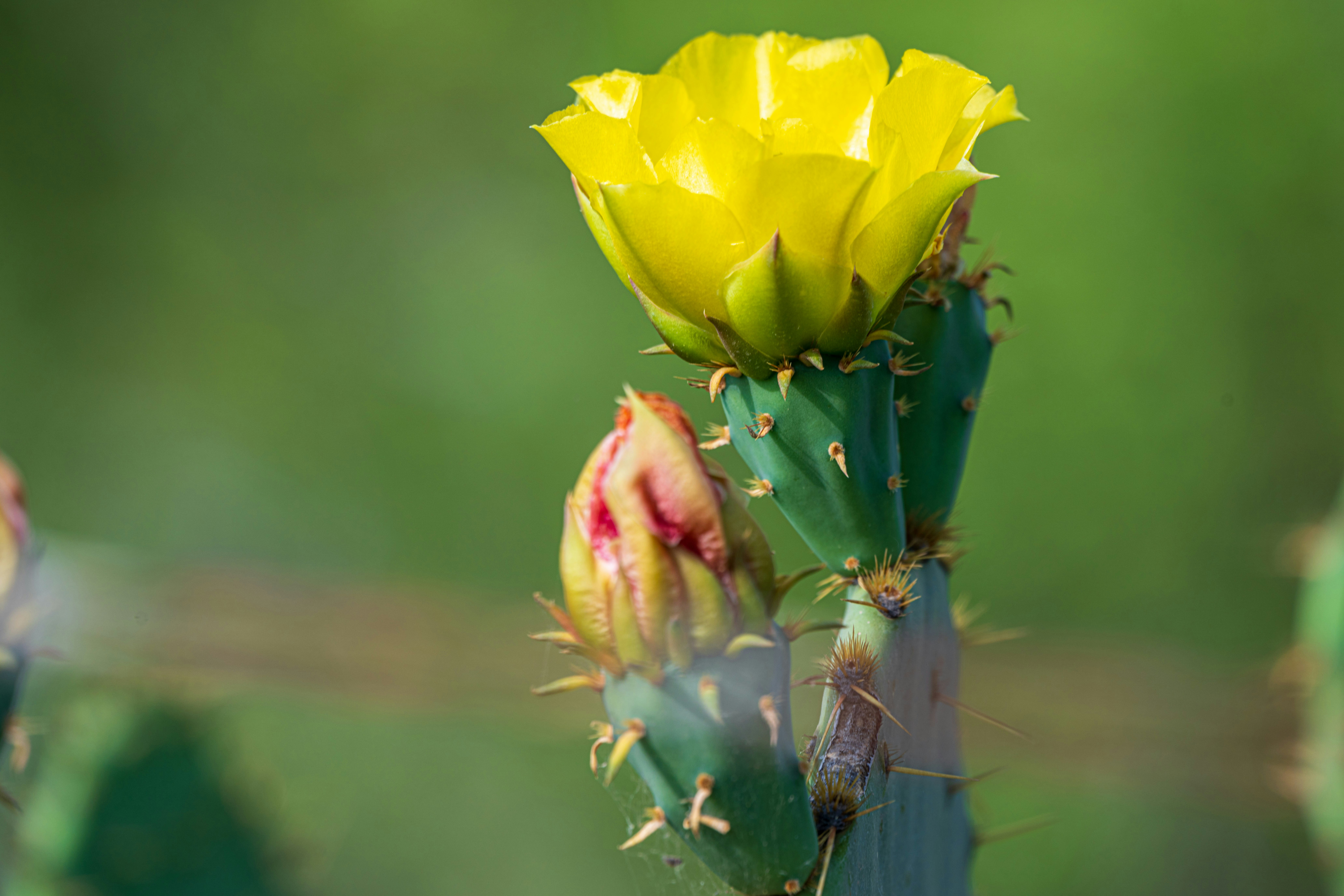 Gold Crown on a Green Spine: Close-Up of an Opuntia Bloom