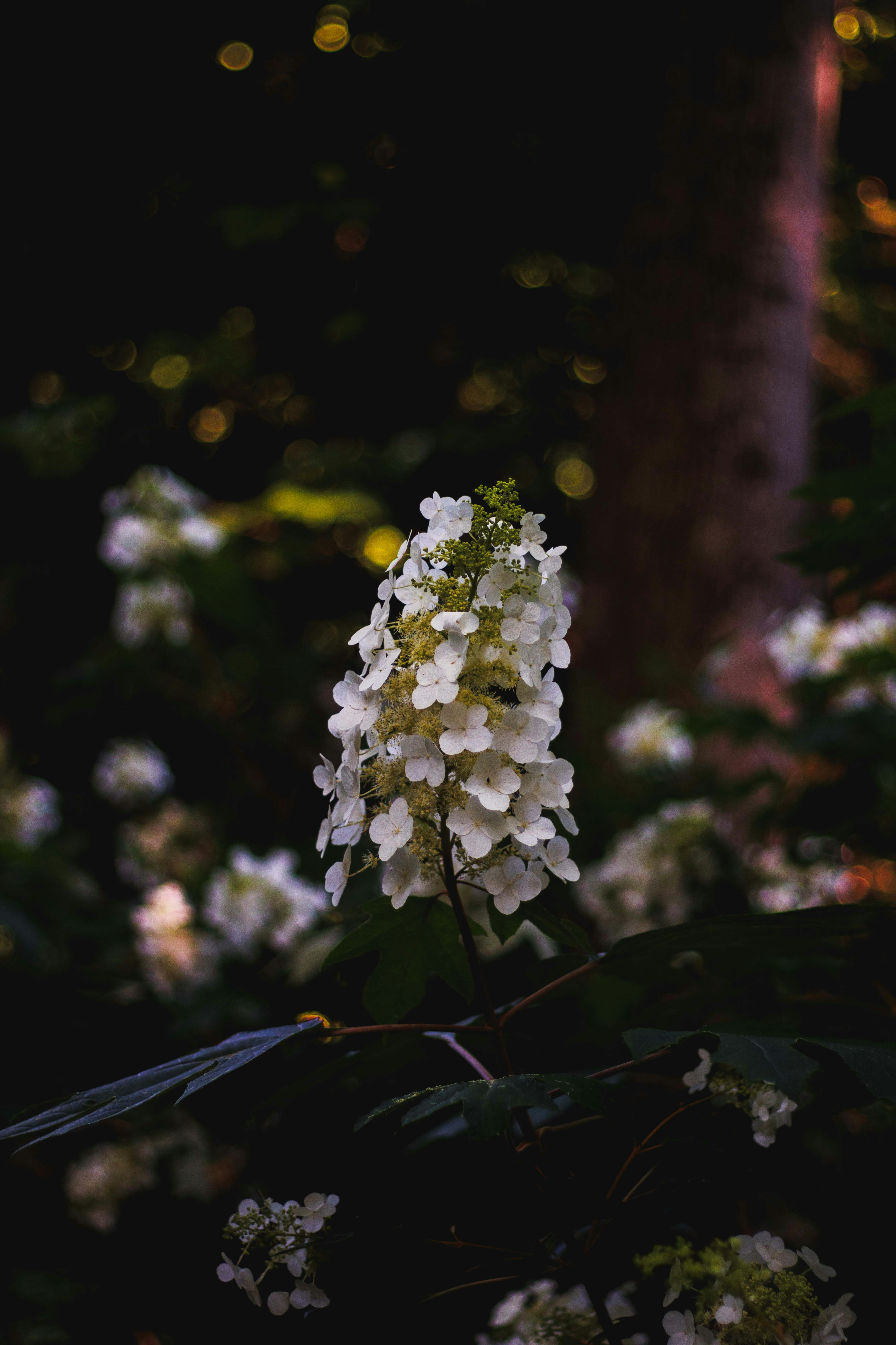 Hydrangea Spire in a Shadowed Forest