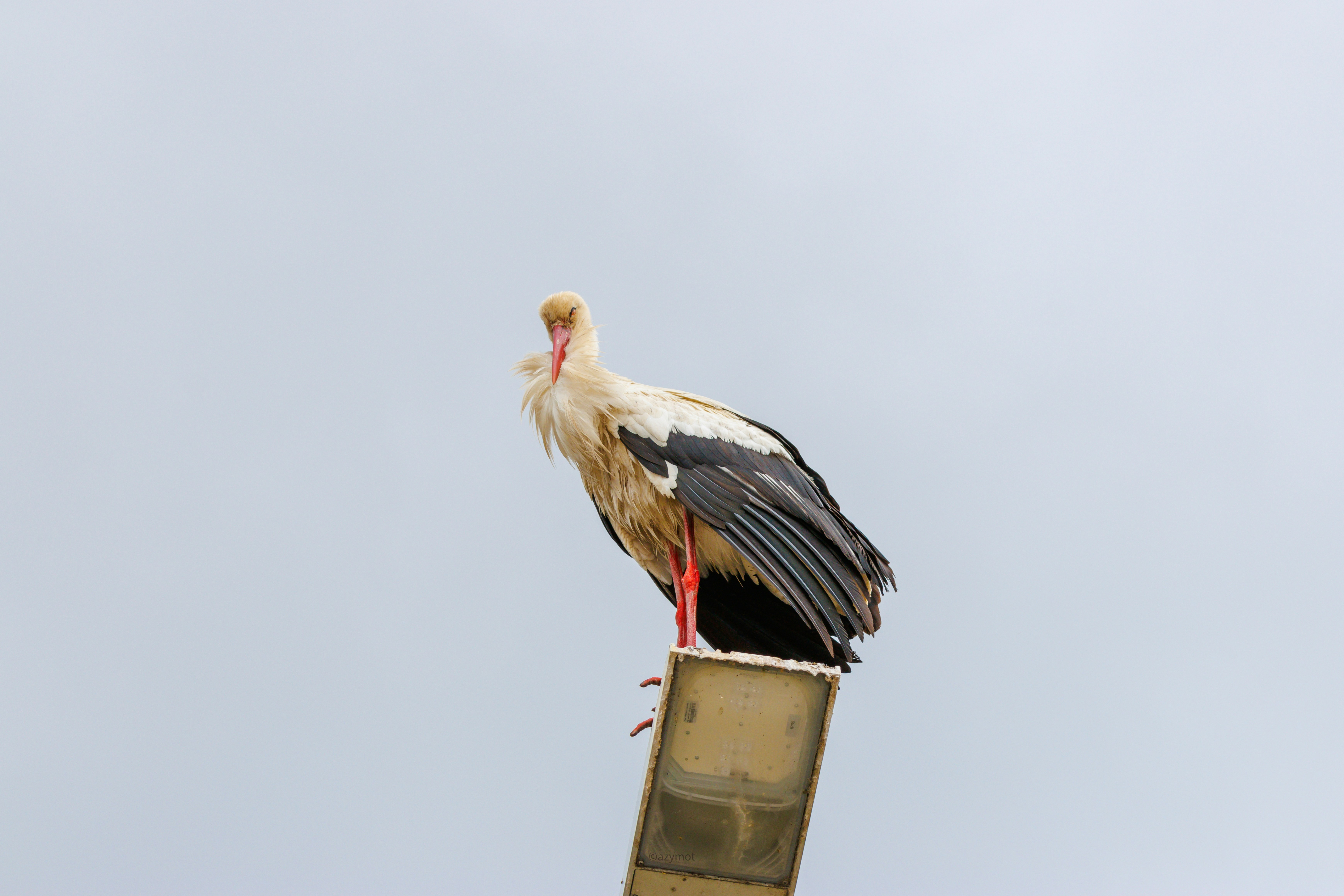City Sentinel: A White Stork Perches on a Streetlight Under a Quiet Sky
