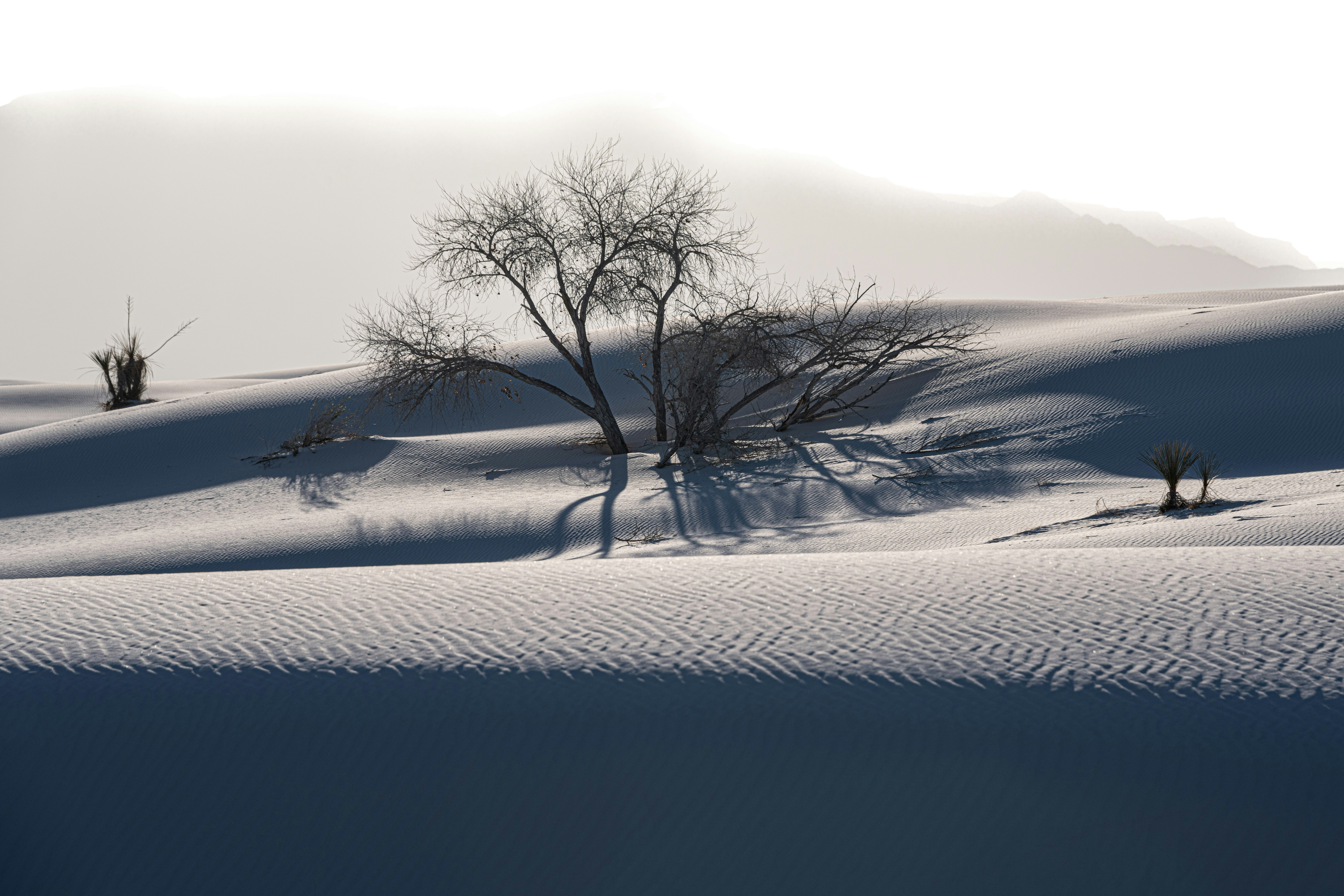 Desert Dune Silhouette: A Lonely Tree Reaches Toward the Sky