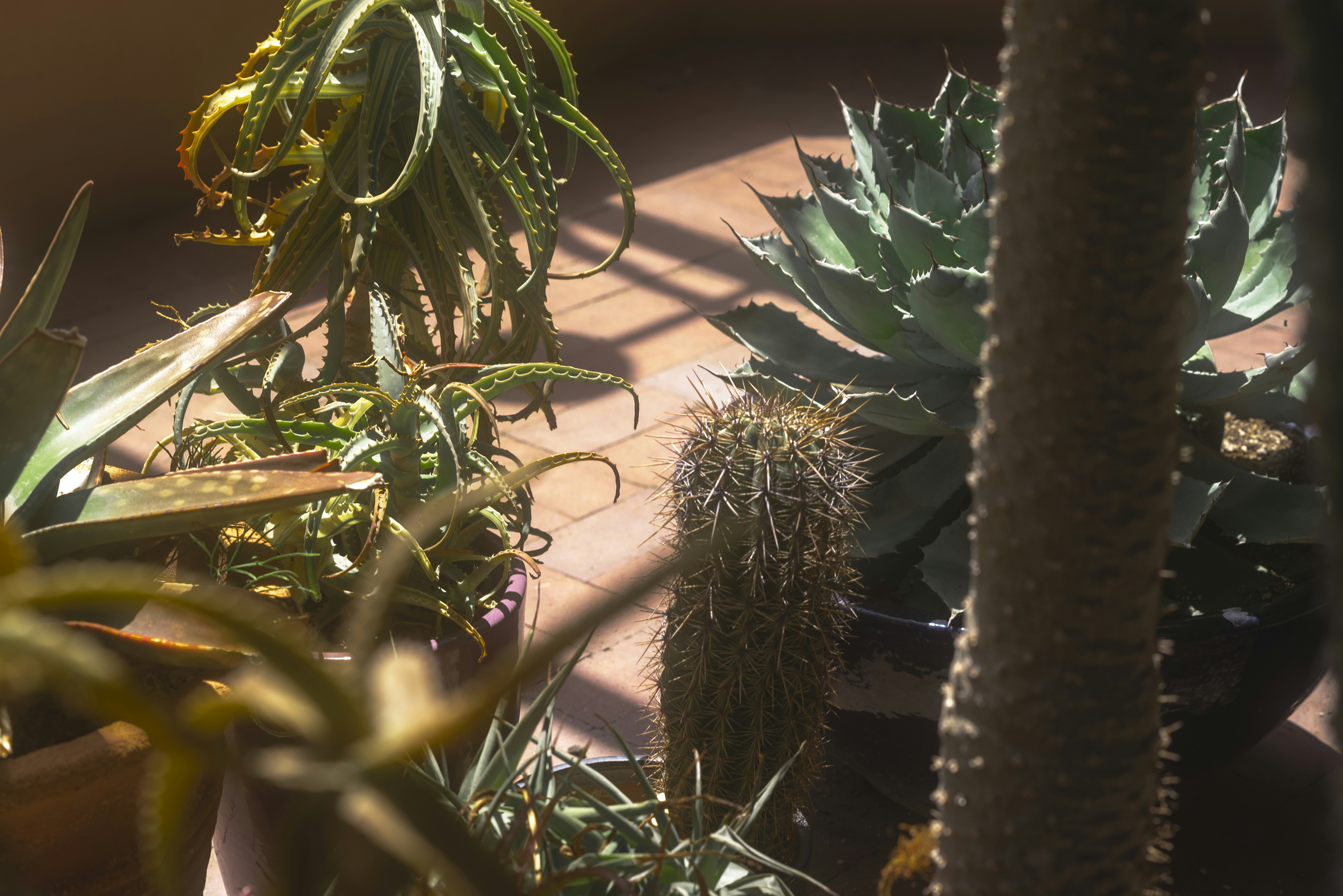 Sunlit Cactus Ensemble in a Window-Warmed Still Life